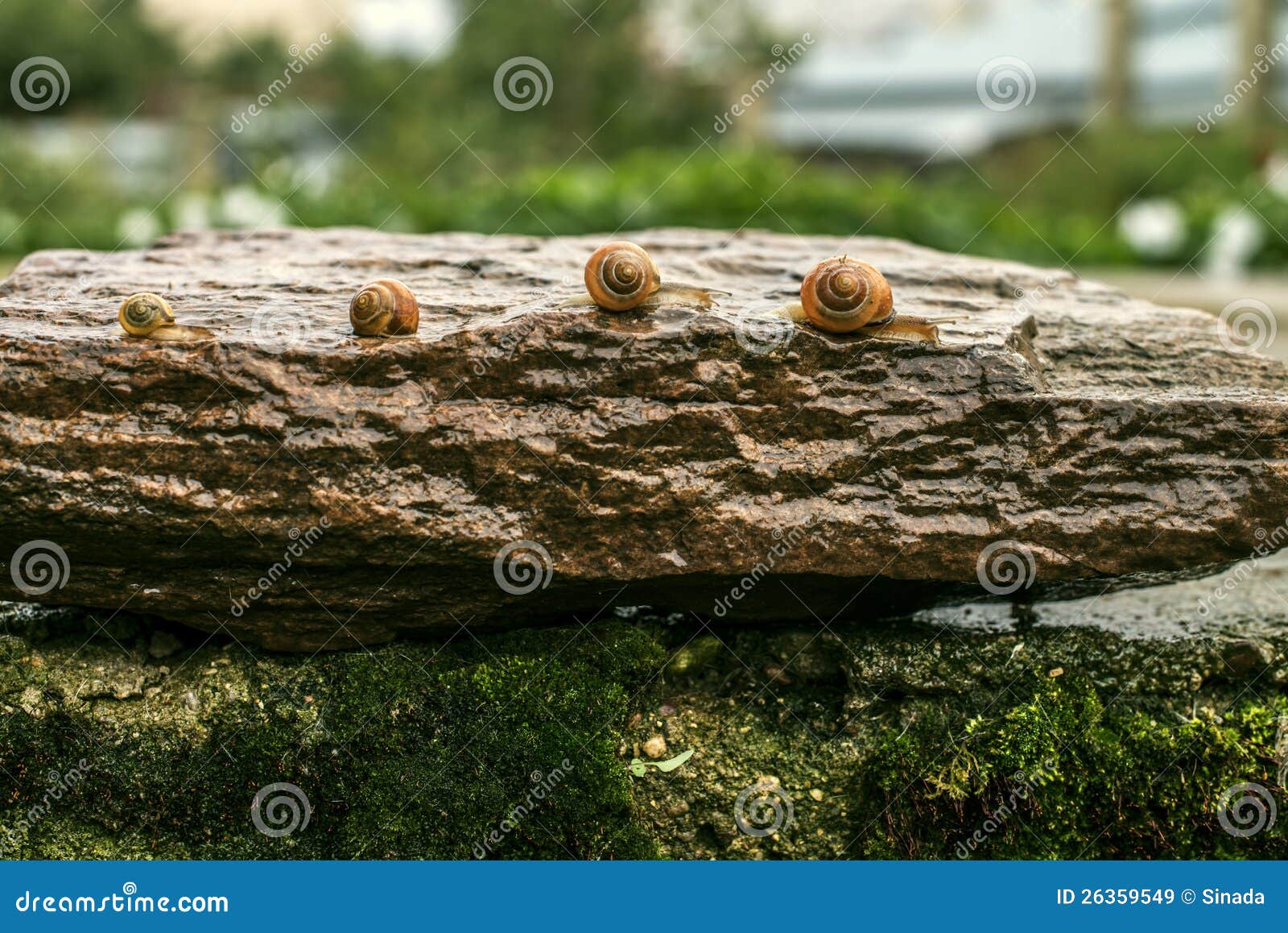 Snails Som Kryper En Bak En 03 Fotografering för Bildbyråer - Bild av ...
