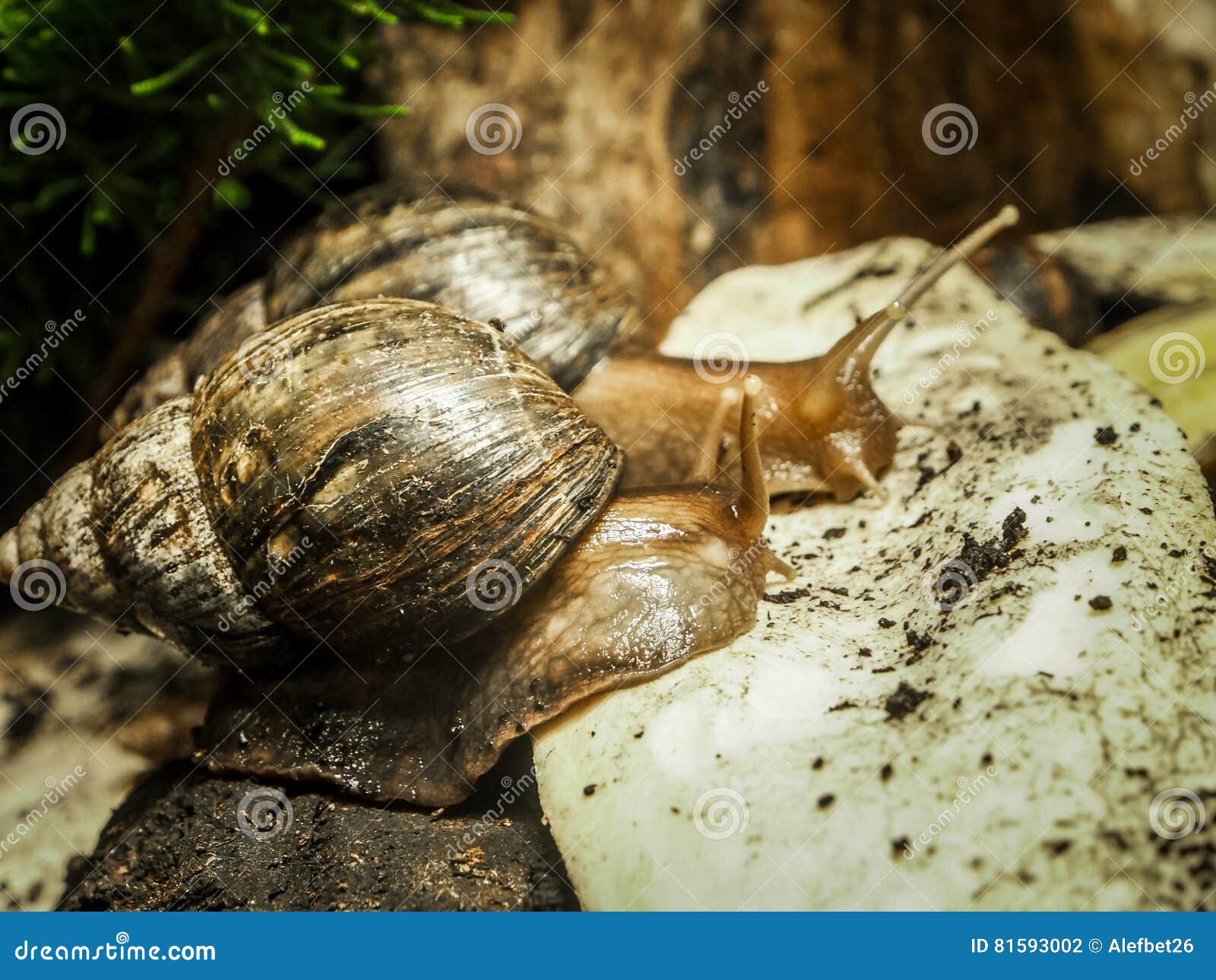 The Snails with Spiral Shells Stock Photo - Image of herbivorous, slimy ...