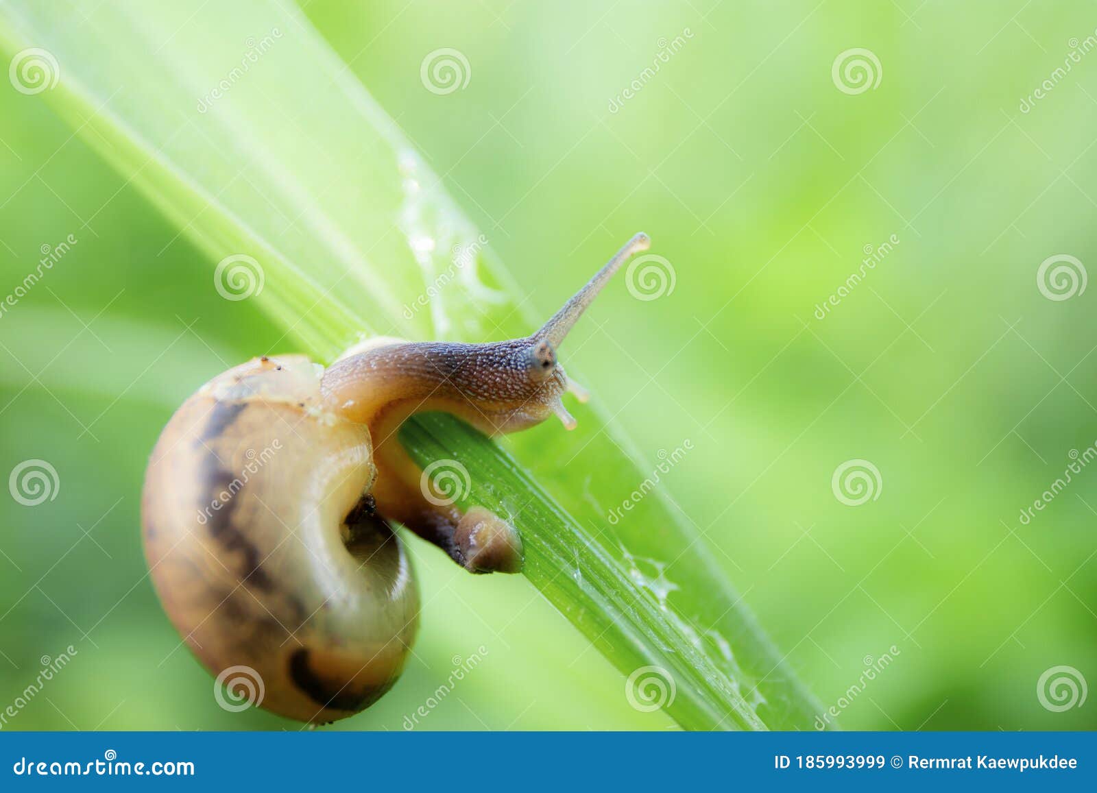 Snails in the spring stock image. Image of house, forest - 185993999