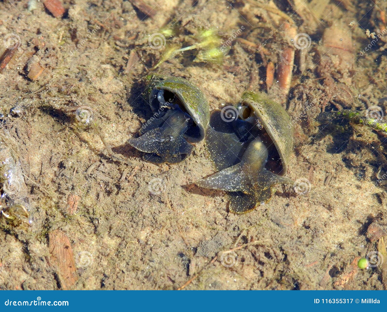 Snails in Swamp in Spring, Lithuania Stock Image - Image of marine ...