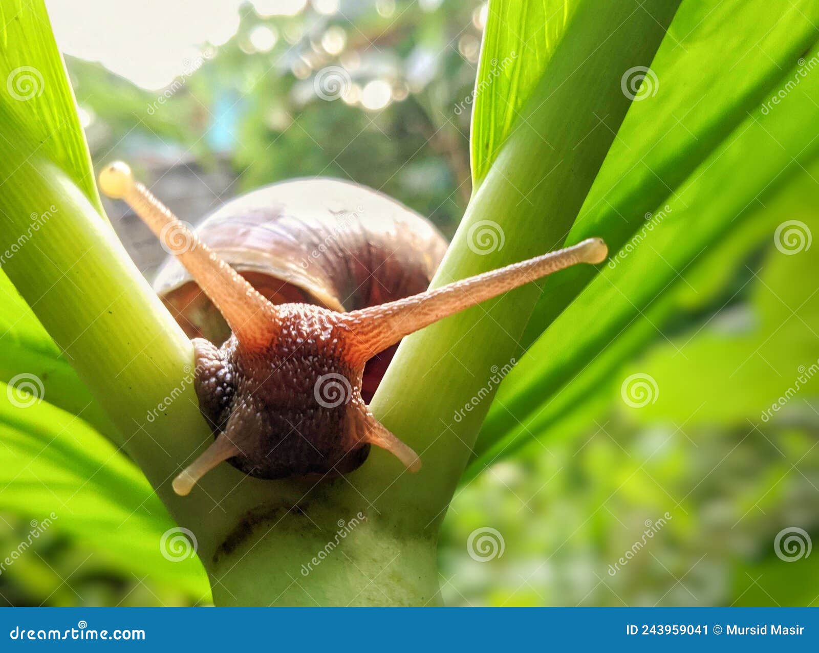 Snails and taro leaves stock image. Image of snails - 243959041