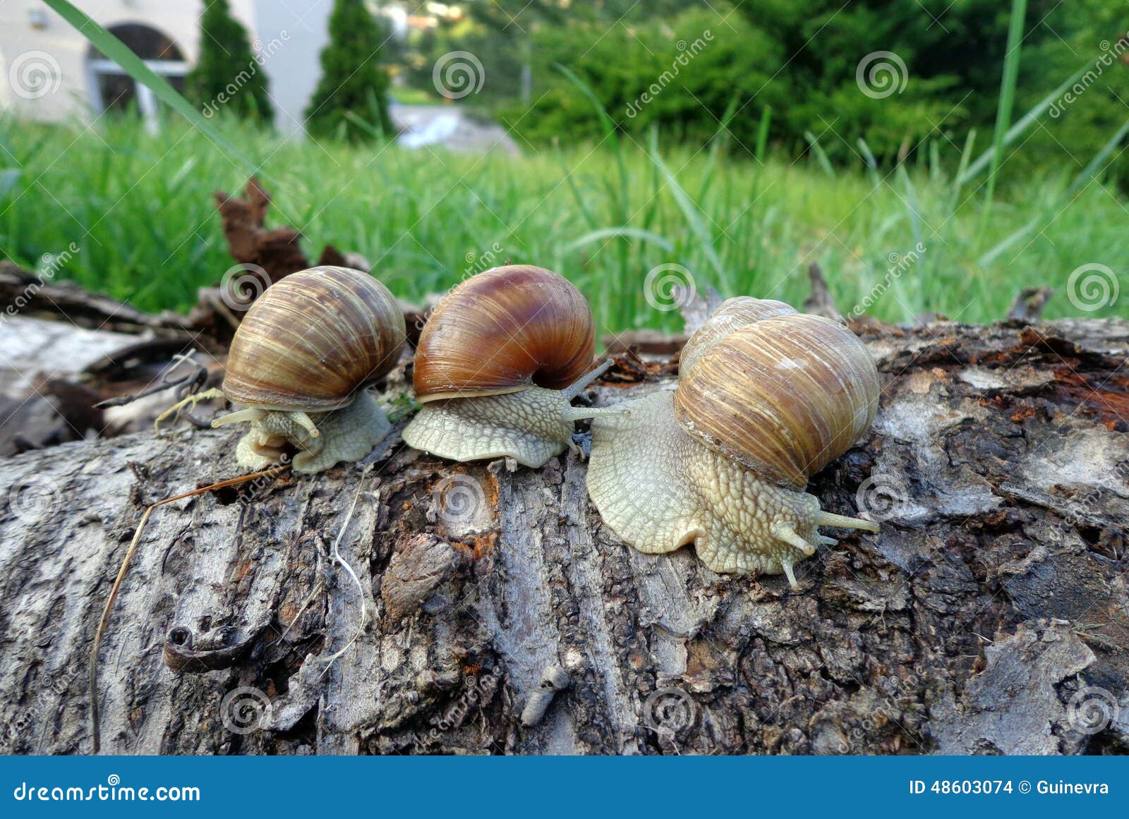 Snails stock photo. Image of garden, three, forest, wild - 48603074