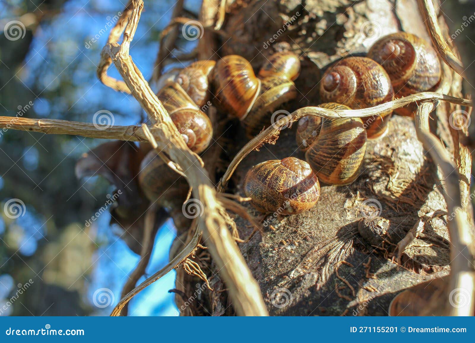 Snails Together in an Apple Tree Stock Image - Image of shell, cute ...