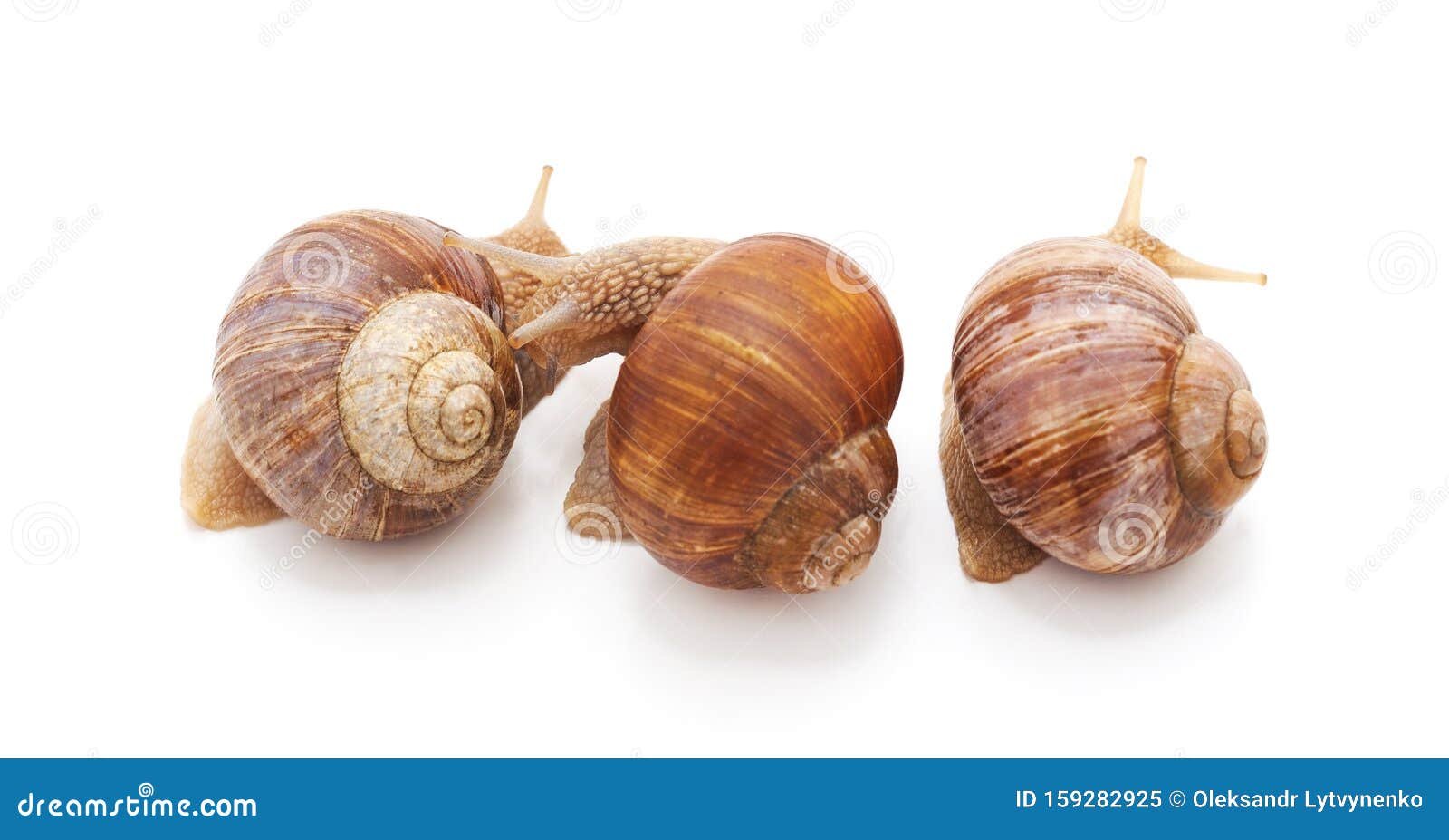 Snails turned their backs stock image. Image of white - 159282925