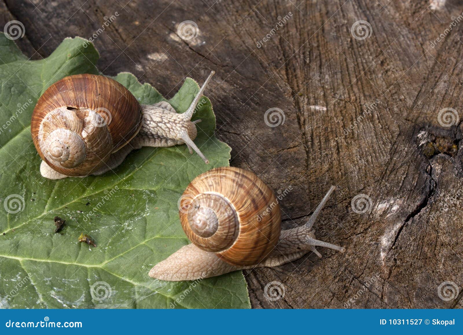 Snails at a walk stock image. Image of horn, molluscs - 10311527