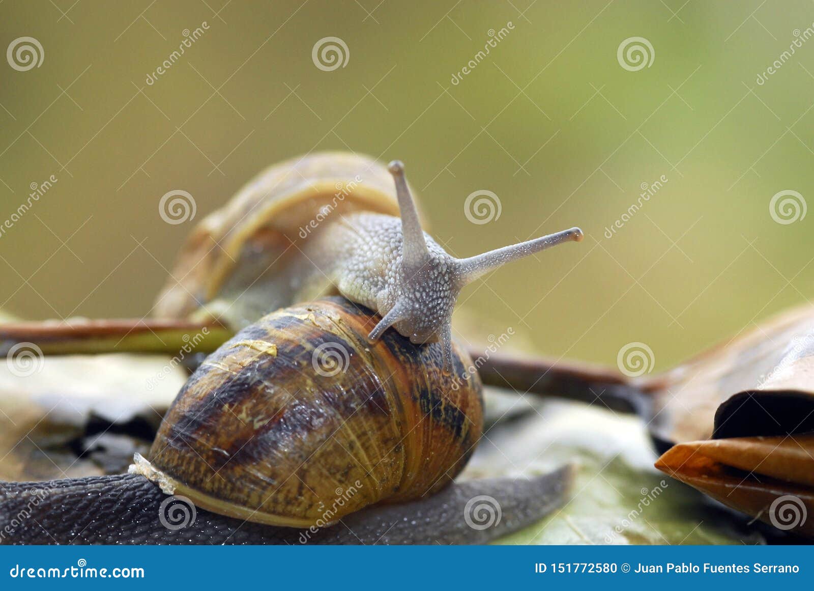 Snails Walk through the Forest Vegetation Stock Photo - Image of ...