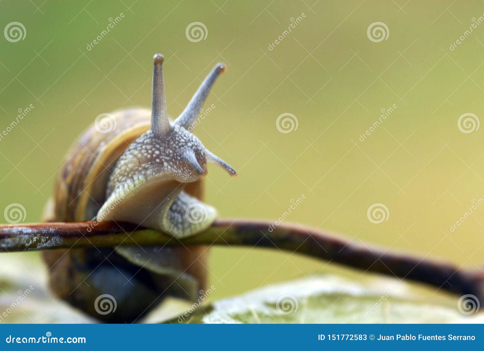 Snails Walk through the Forest Vegetation Stock Image - Image of adult ...
