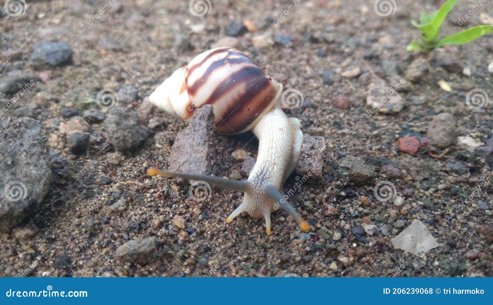 Snails Walk on Sand and Rocks Stock Photo - Image of wildlife, rocks ...