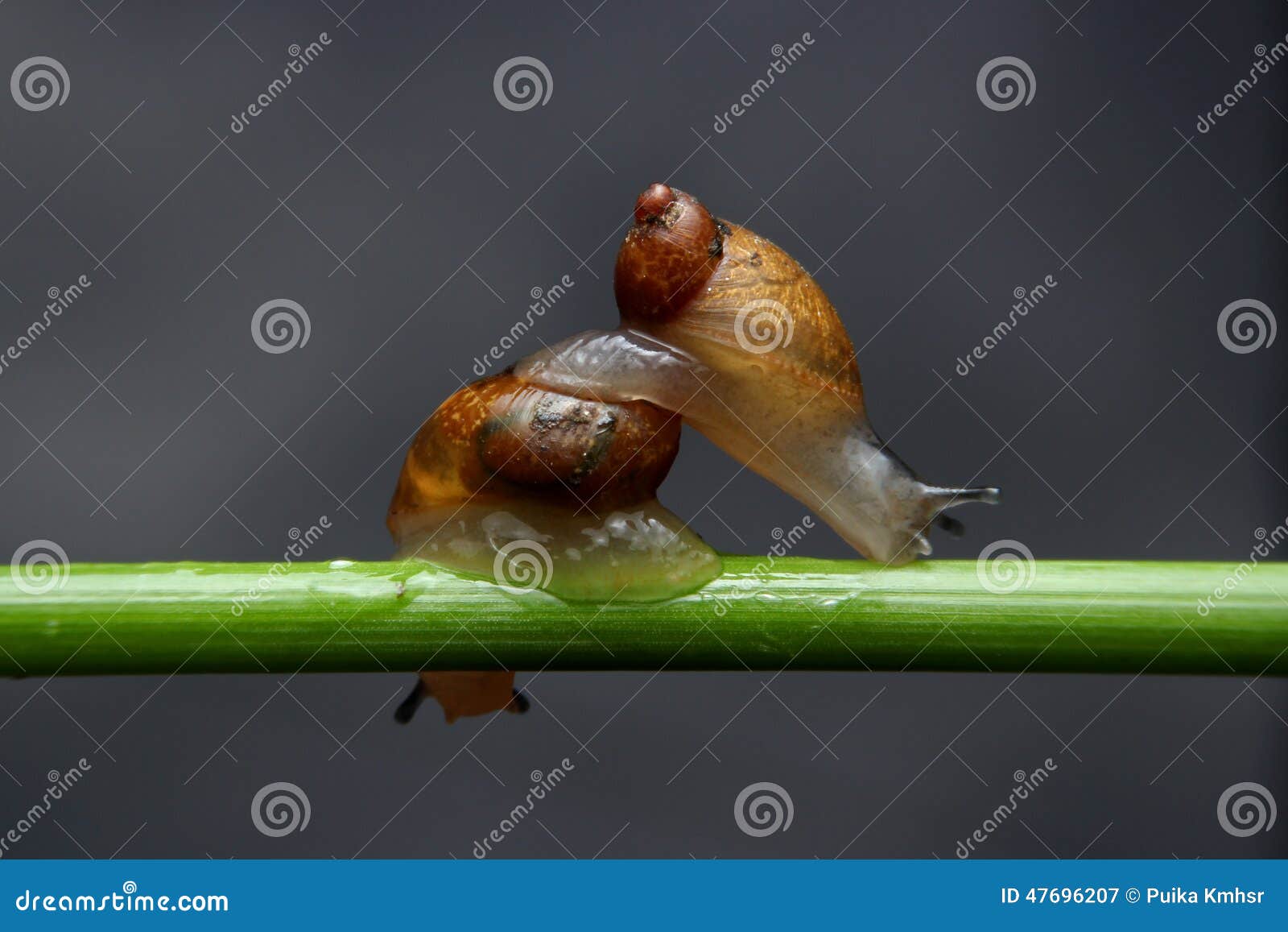 Snails are walking cross stock image. Image of branch - 47696207