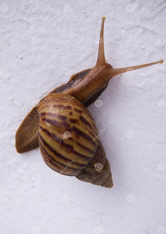 Snails on wall stock photo. Image of garden, nature, isolated - 42470778