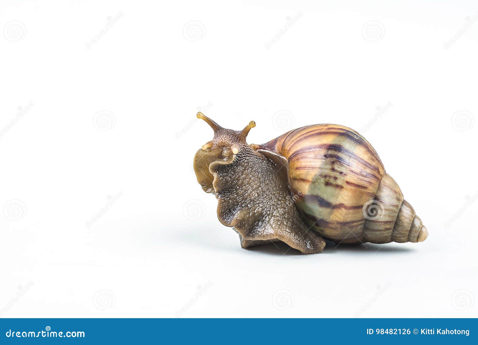 Snails on white background stock photo. Image of background - 98482126