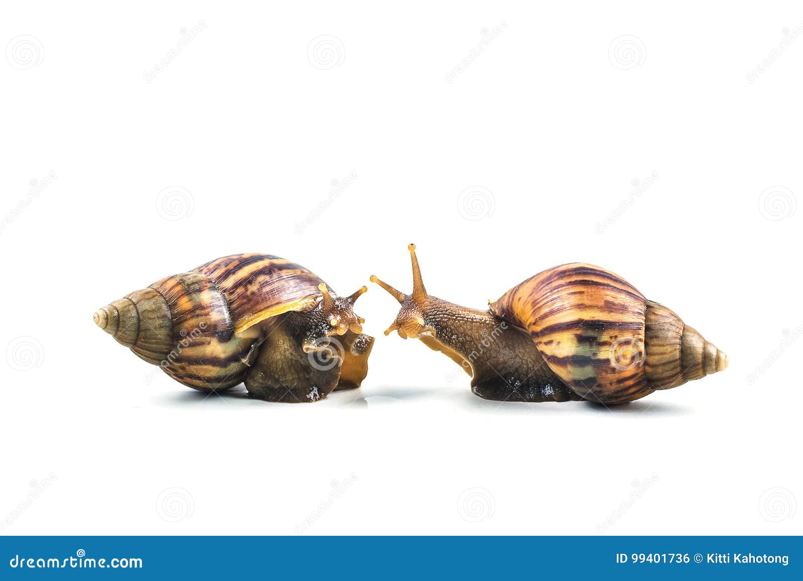 Snails on white background stock photo. Image of snail - 99401736