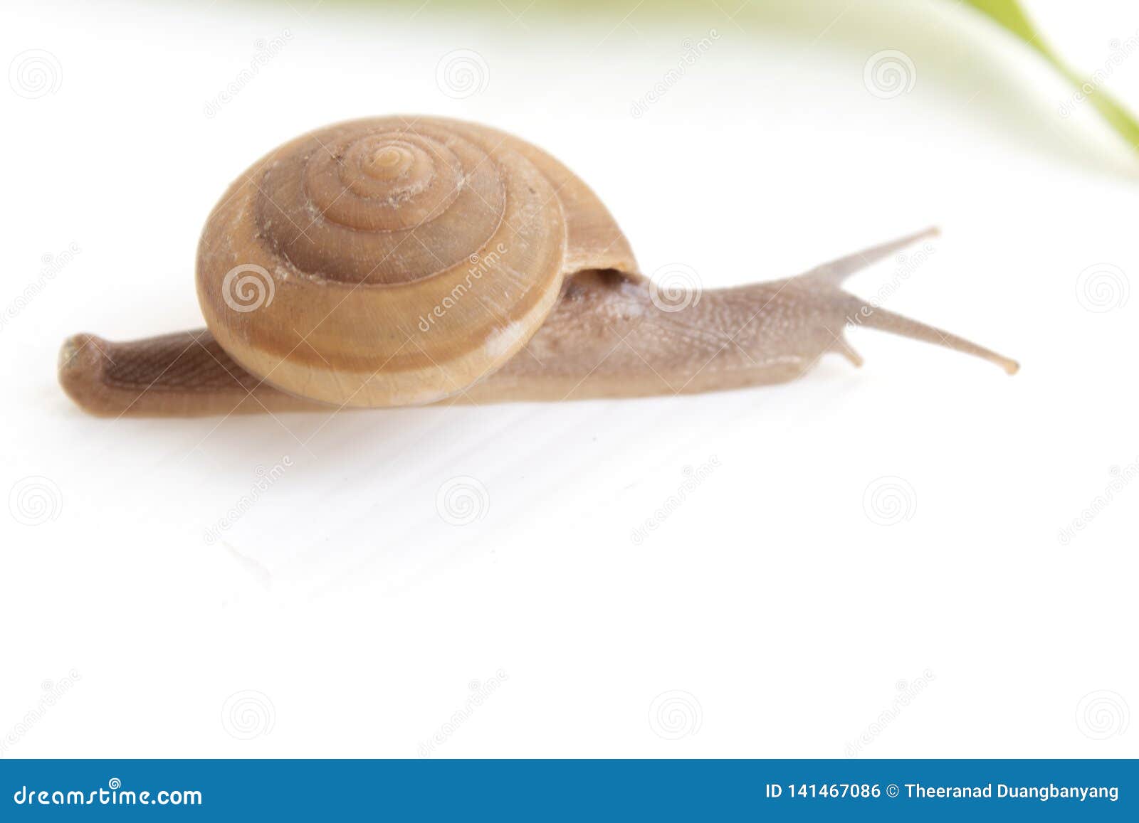 Snail on white background stock photo. Image of spiral - 141467086