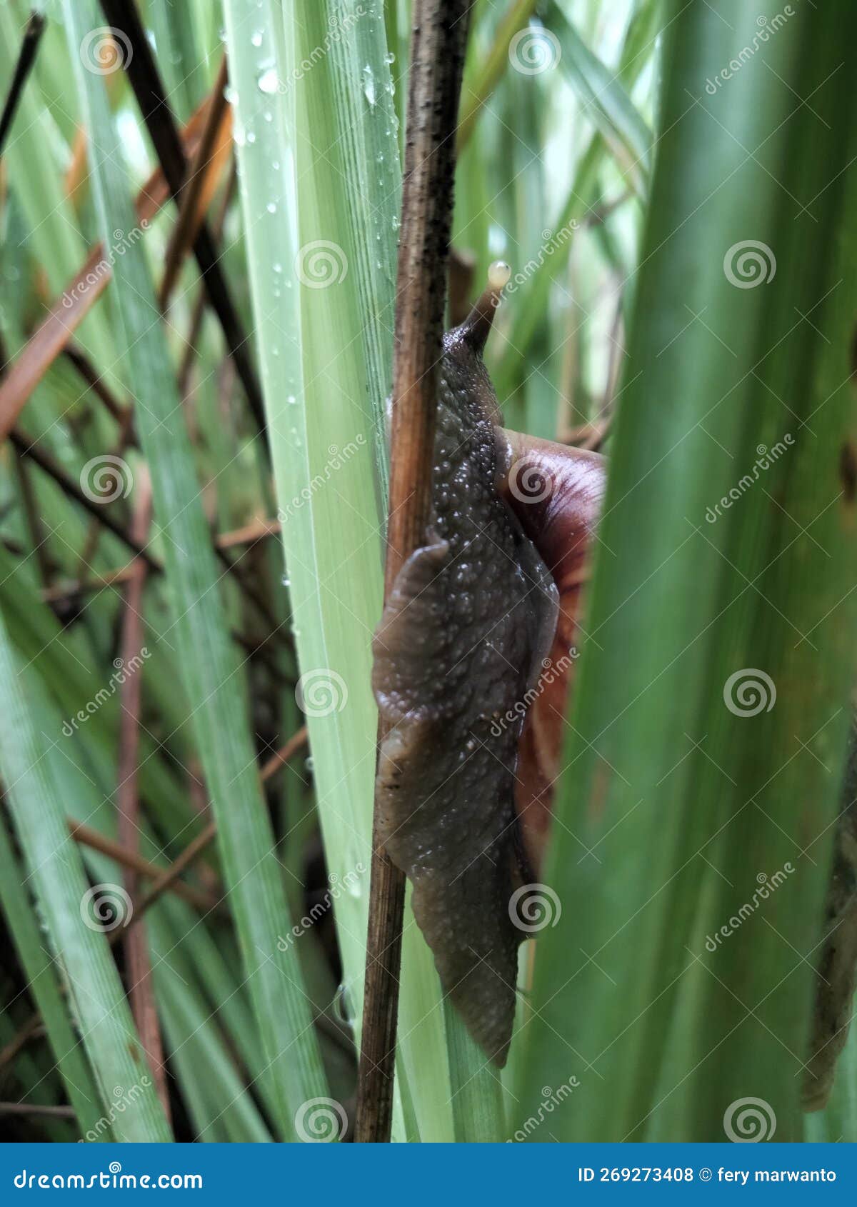 Snails in the wild life stock photo. Image of wildlife - 269273408