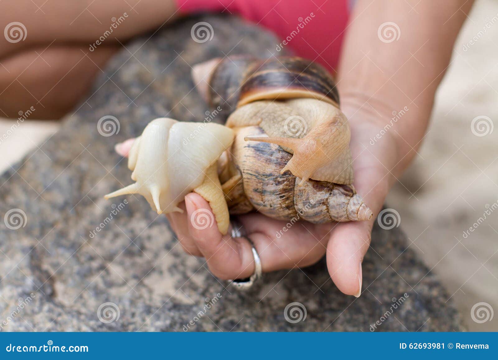 Snails stock image. Image of beauty, women, snails, natural - 62693981