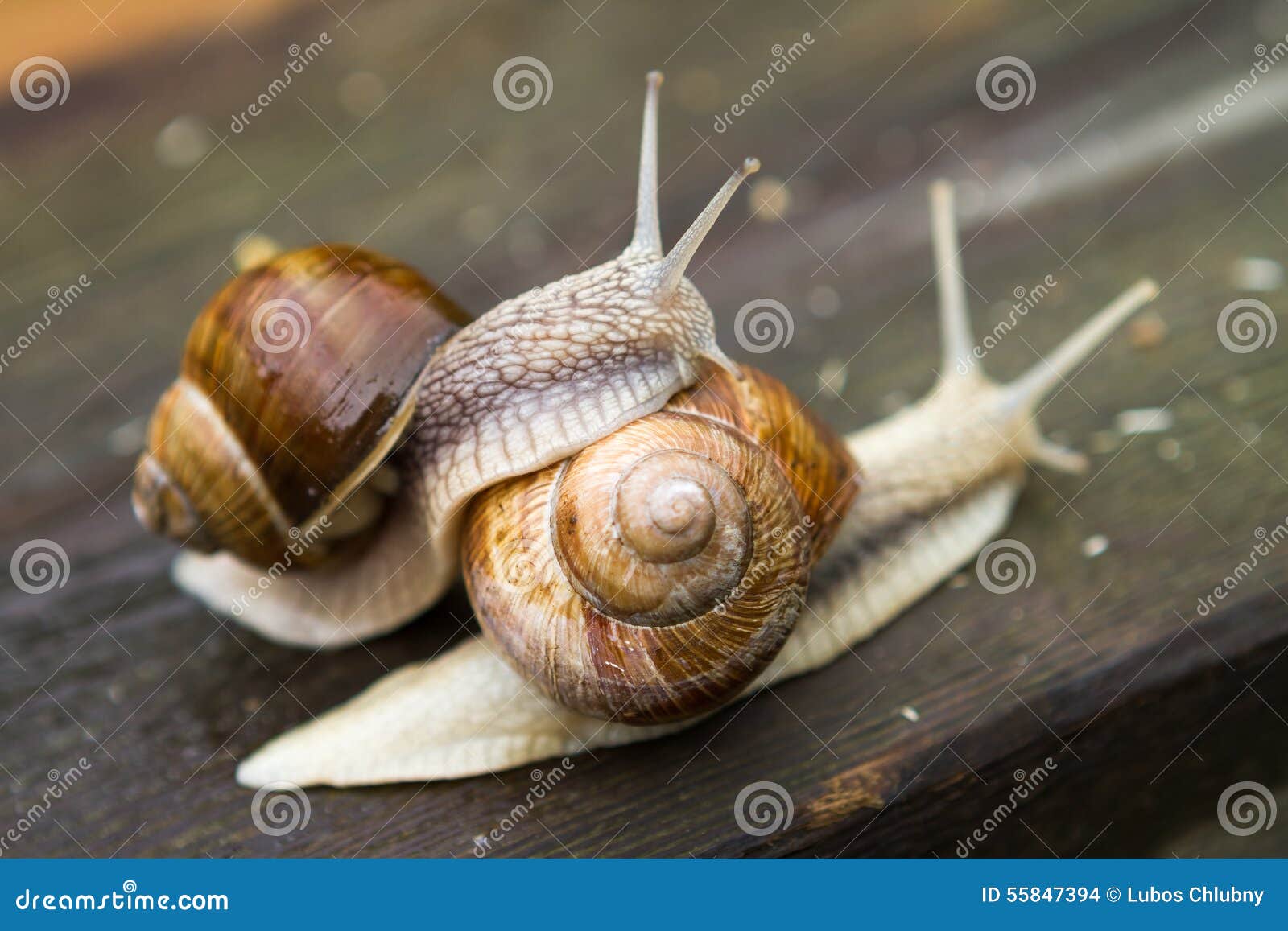 Snails on Wooden Table after Rain Stock Photo - Image of botany, field ...