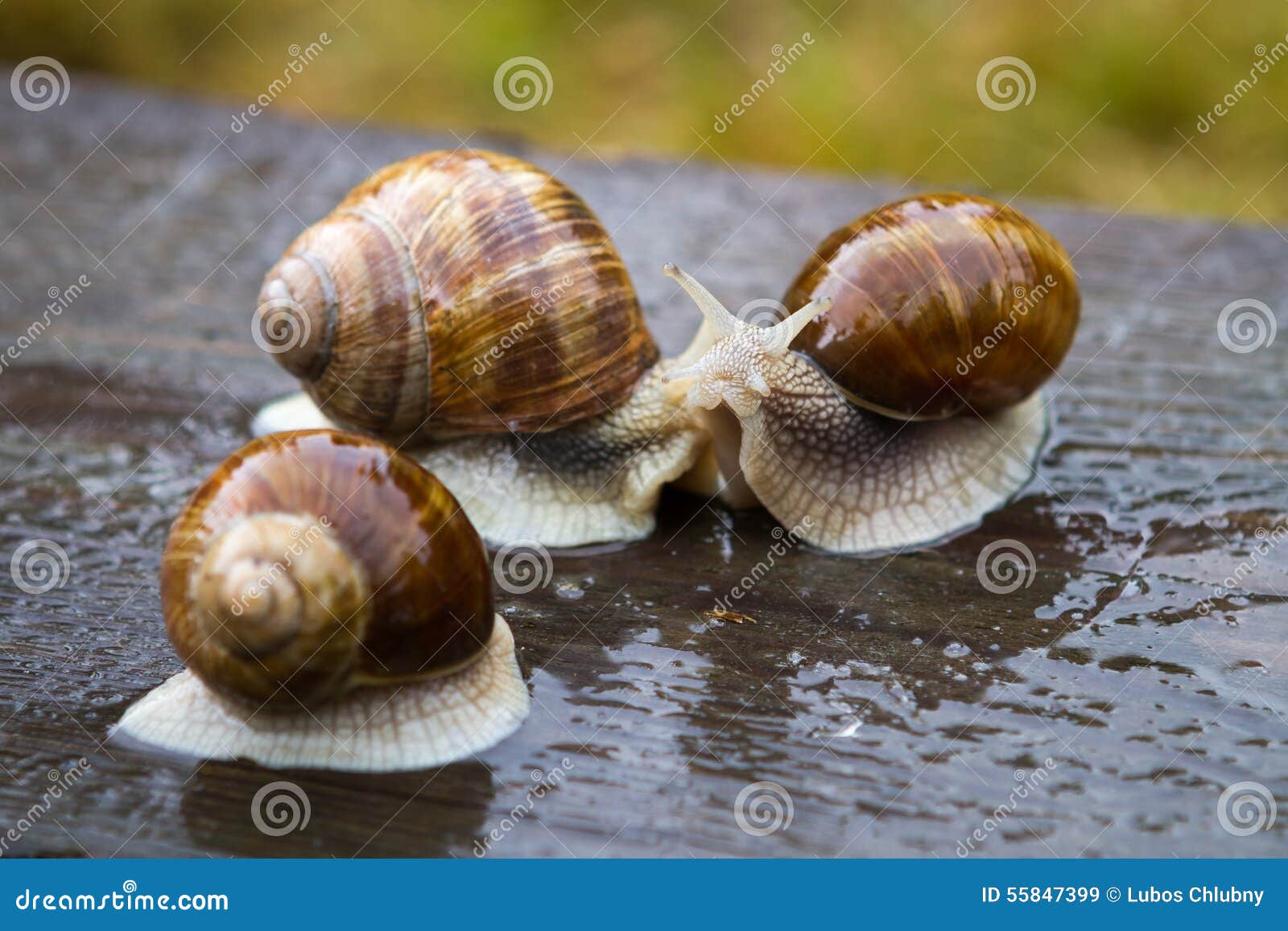 Snails on Wooden Table after Rain Stock Image - Image of macro ...