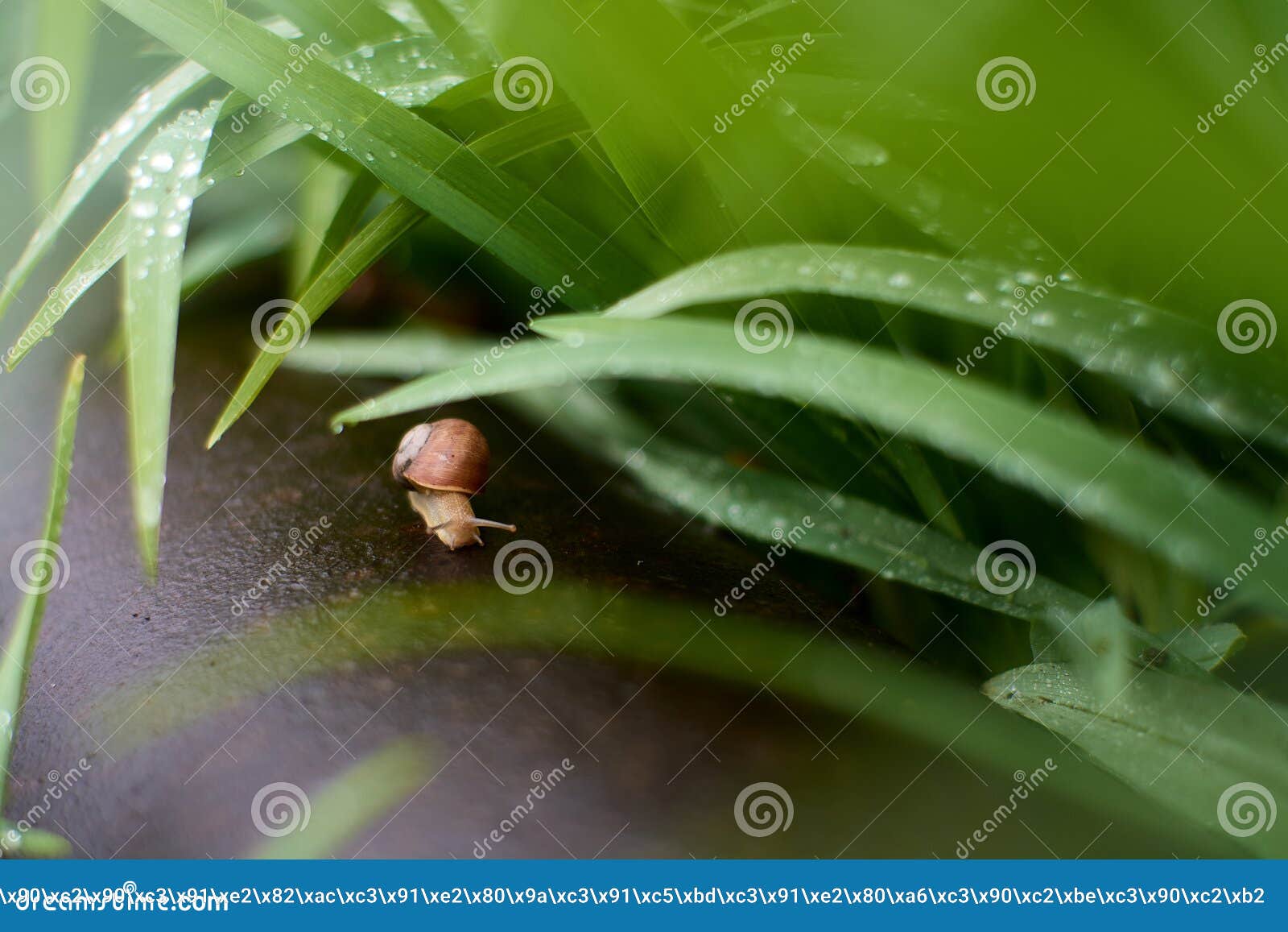 Snails in the Yard after the Rain on the Green Grass with Large Dew ...