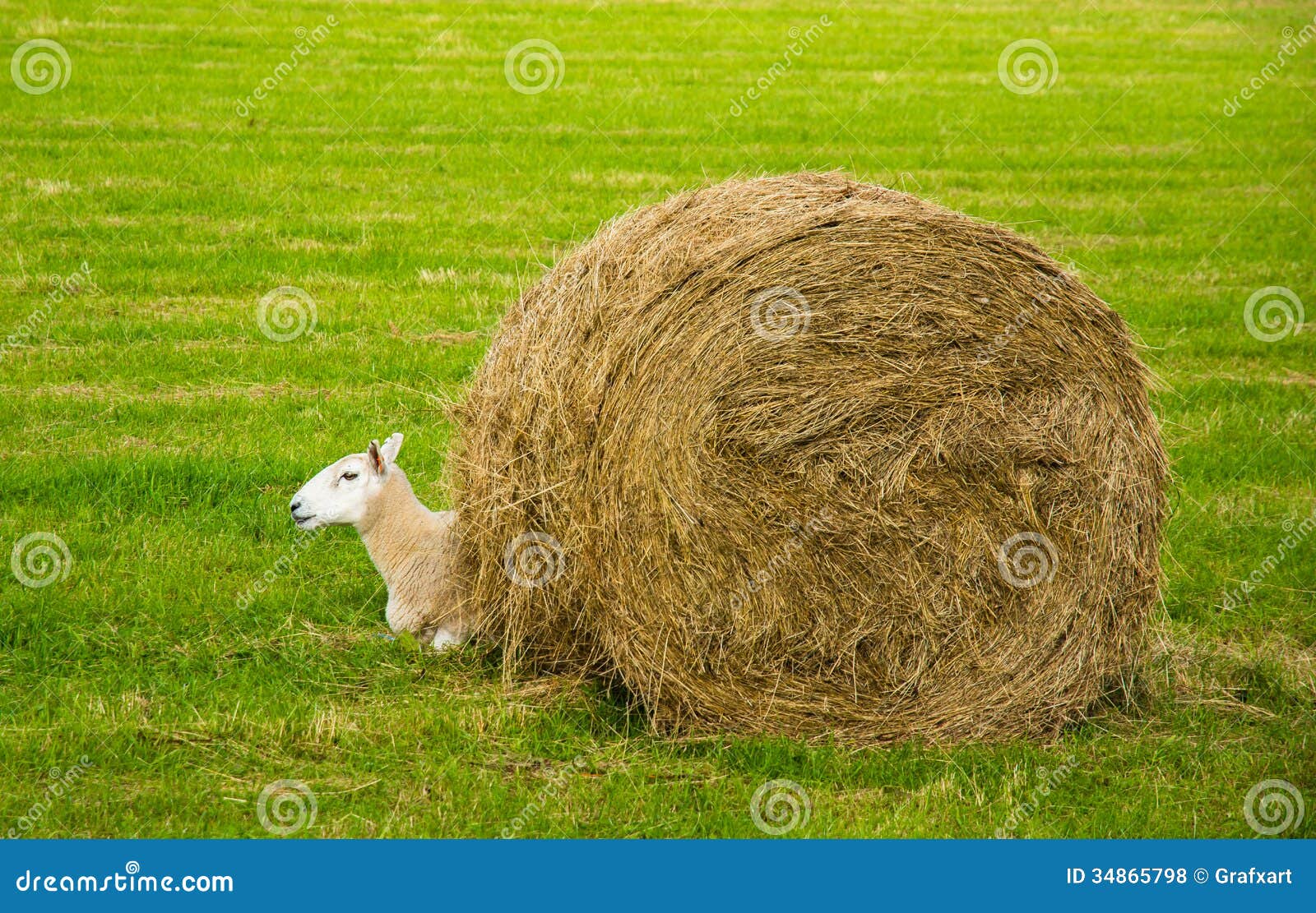 Snailsheep stock photo. Image of laughing, lying, cautious - 34865798