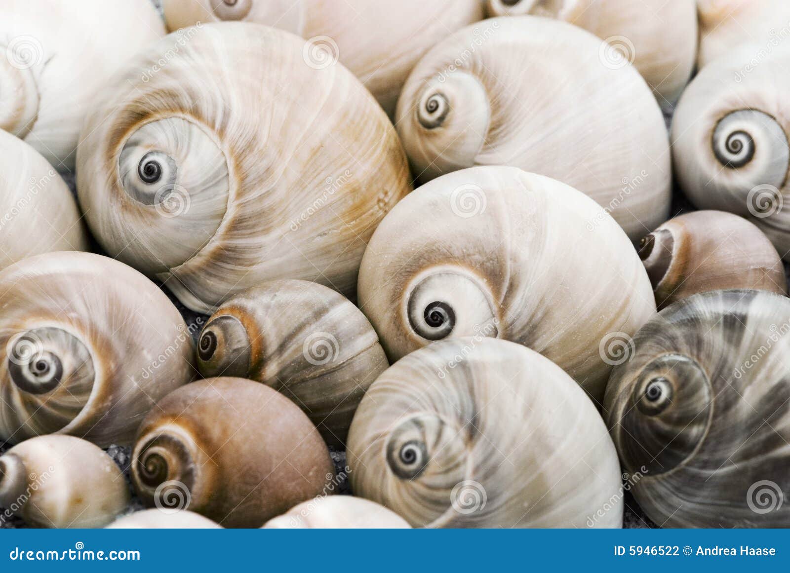 Snailshell background stock photo. Image of beauty, collection - 5946522