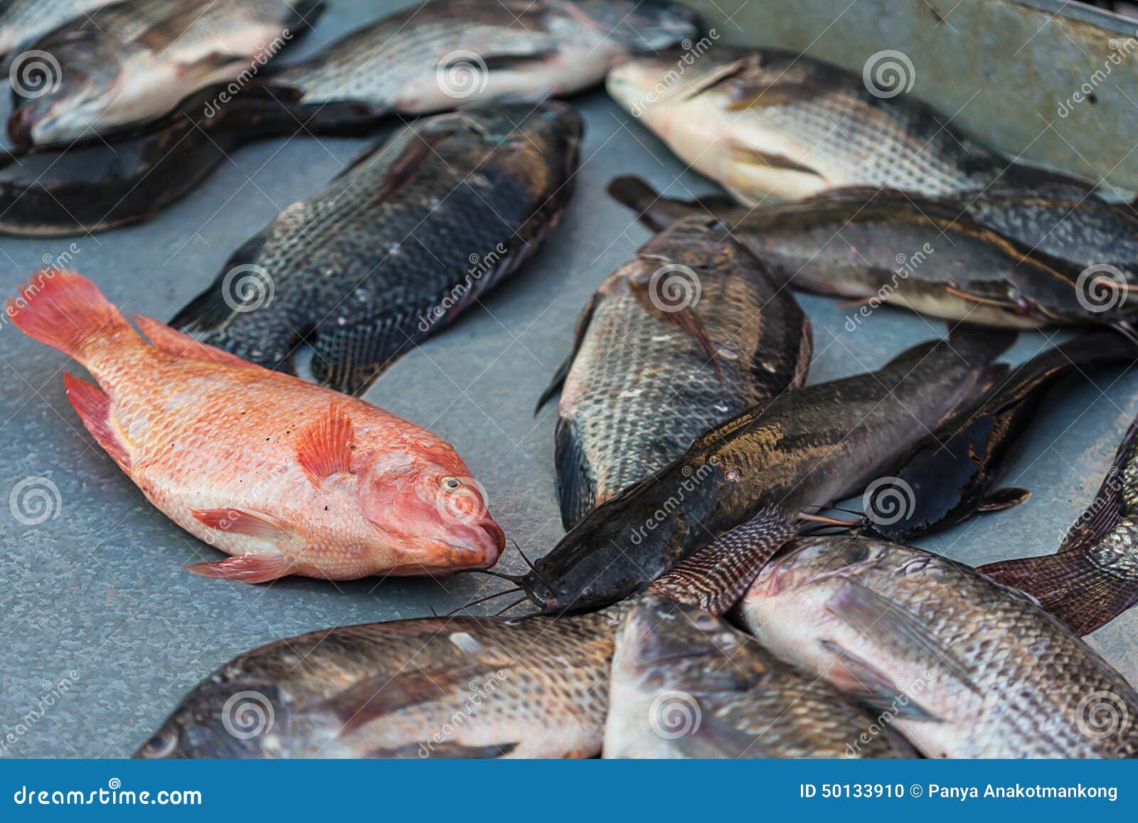Snak Verscheidene Uren Dode Vissen Stock Foto - Image of rood, visserij ...