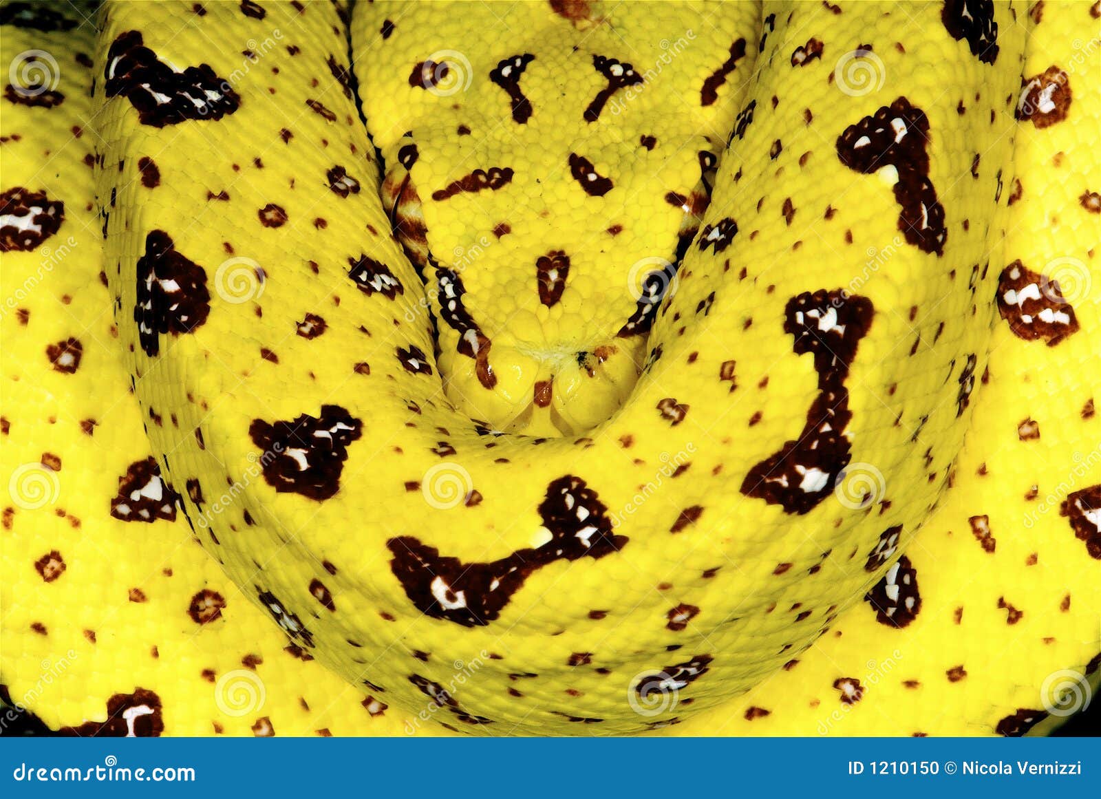 3D Spiral With Snake Texture. Design. Hypnotic Animation With Unfolding ...