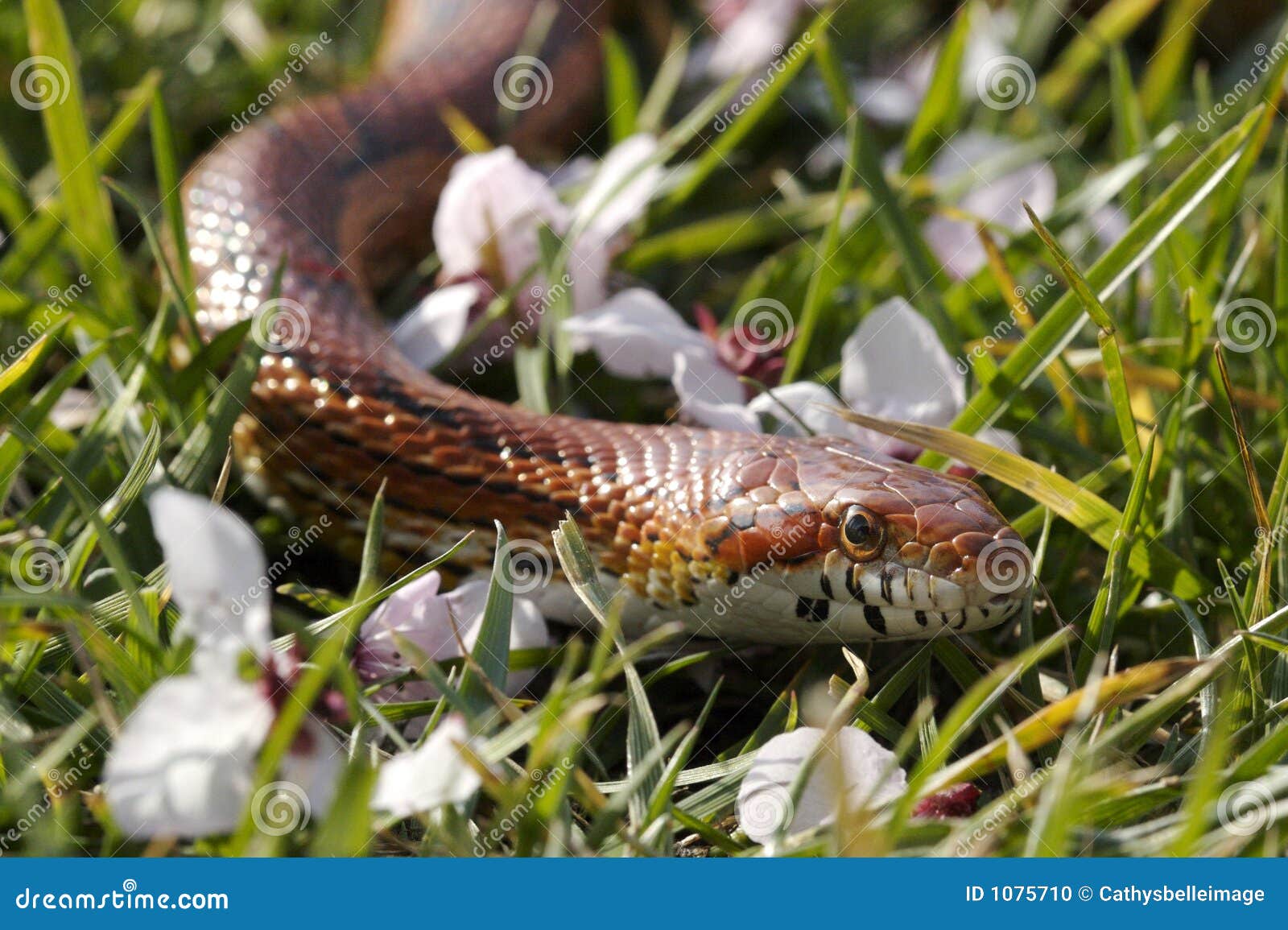 Snake stock photo. Image of cold, snake, sneeking, hunting - 1075710