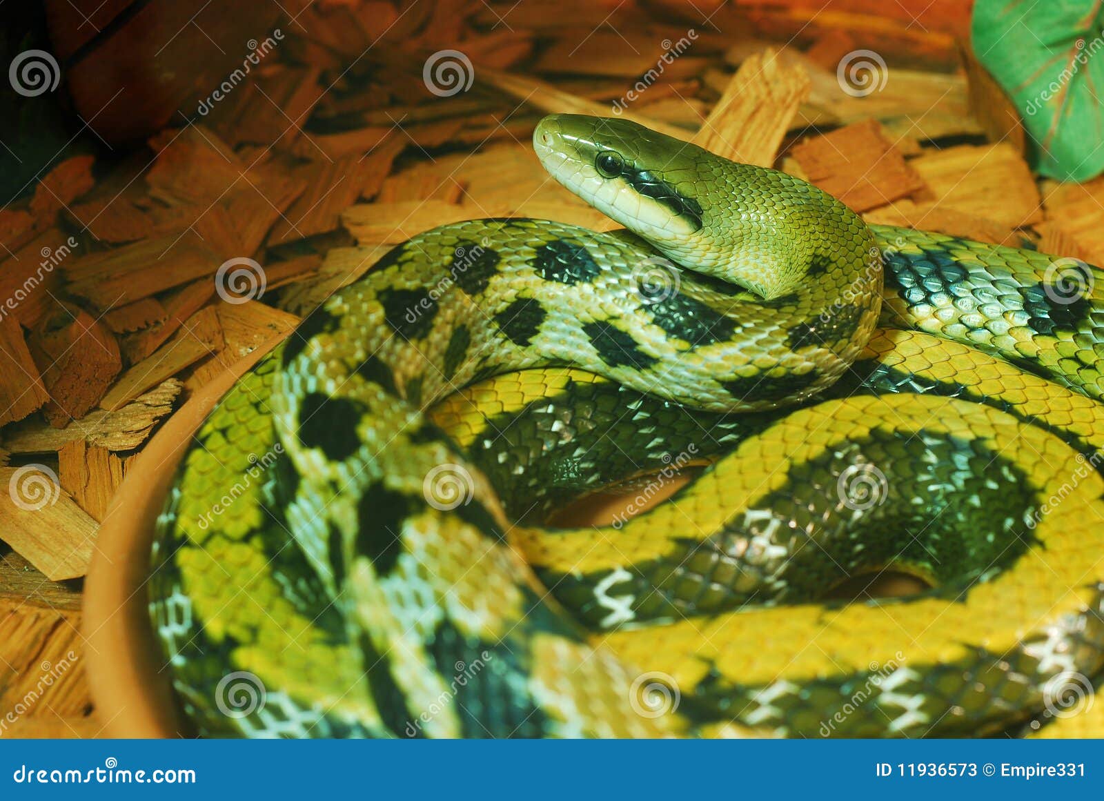 Snake stock image. Image of stare, venomous, animal, wildlife - 11936573