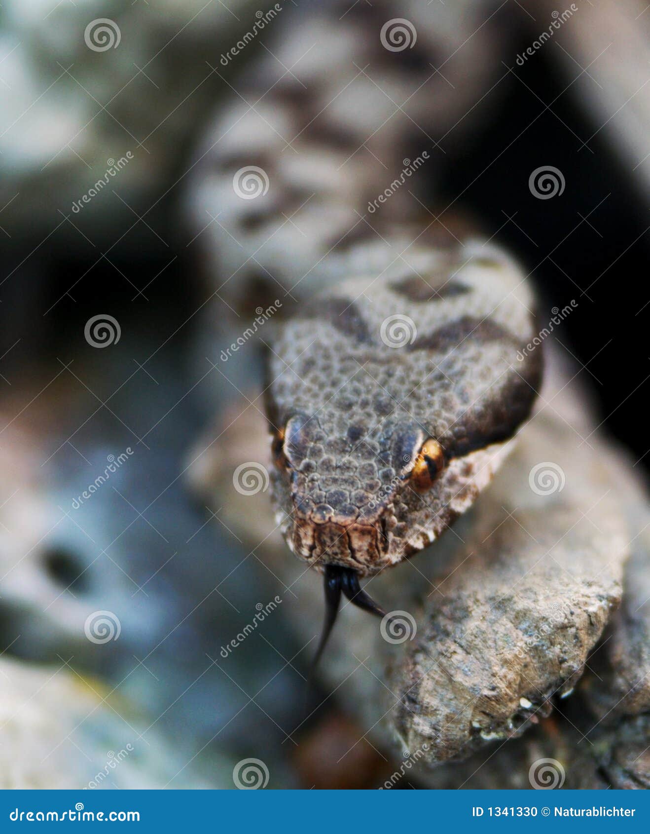 Snake stock photo. Image of profile, power, idyllic, beauty - 1341330