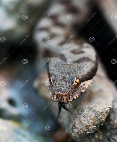 Snake stock photo. Image of profile, power, idyllic, beauty - 1341330