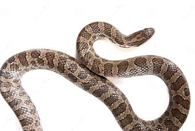 Snake stock photo. Image of sliding, slither, reptile - 13814598