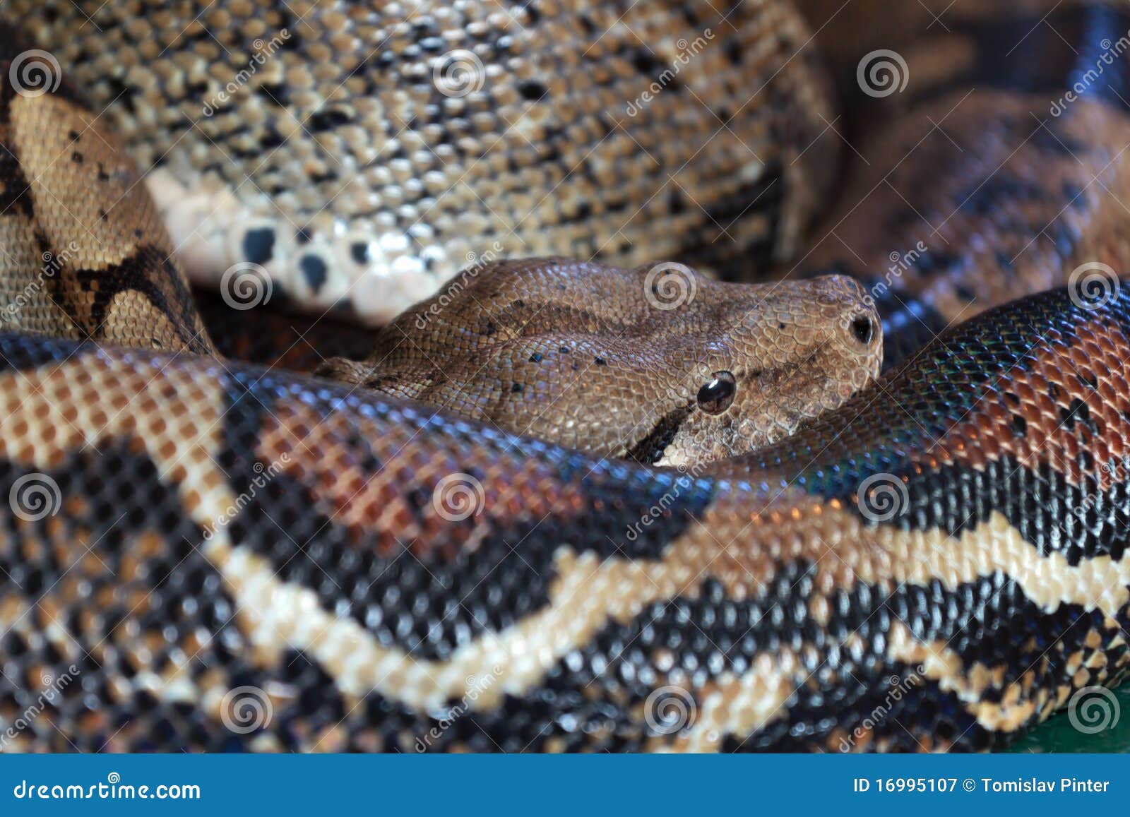 Snake stock image. Image of nature, black, reptile, round - 16995107