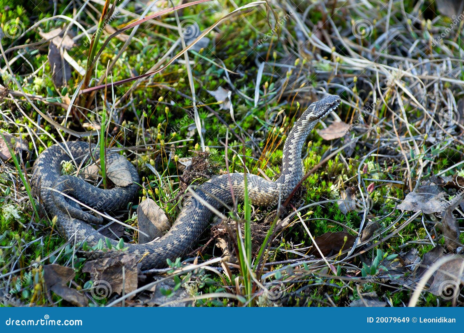 Snake stock image. Image of animal, crawling, aggression - 20079649