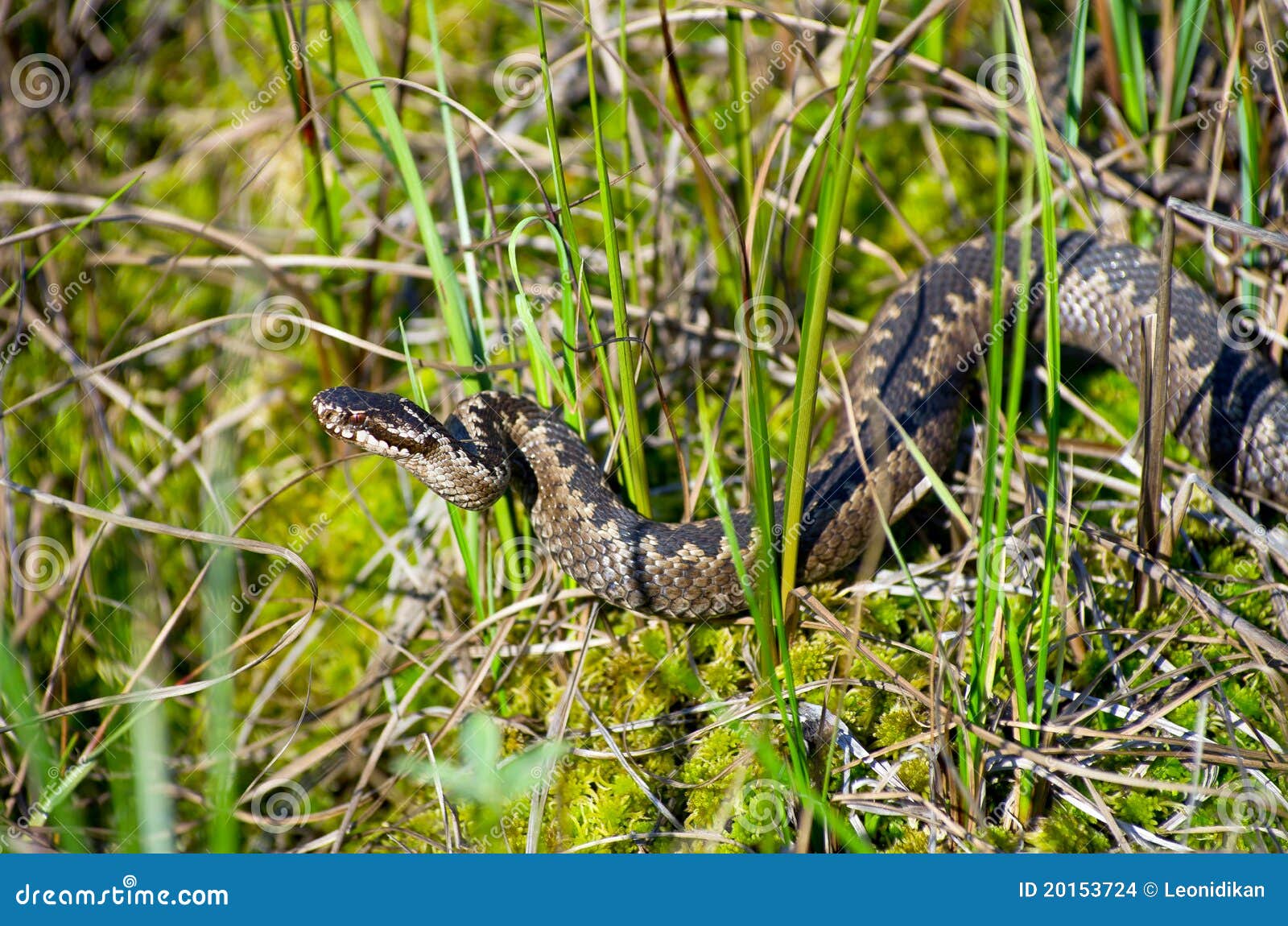 Snake stock photo. Image of reptile, adder, head, close - 20153724