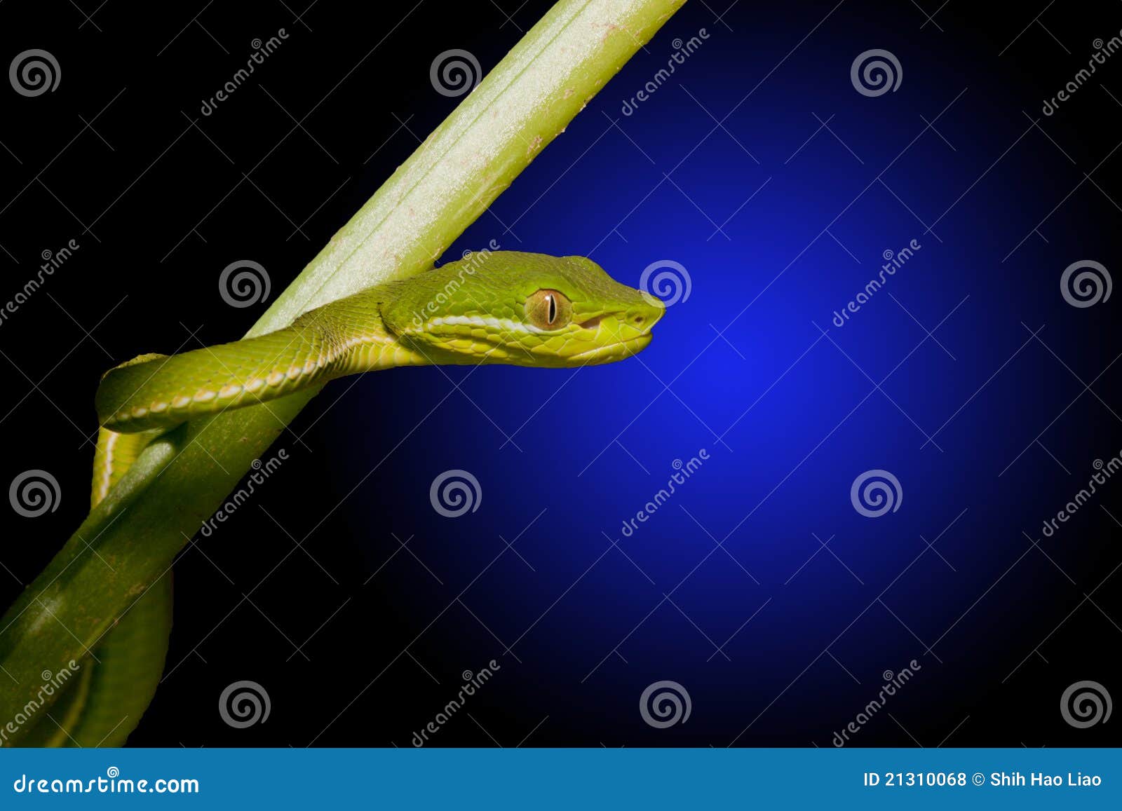 Snake stock photo. Image of albolabr, phobia, nepal, animal - 21310068