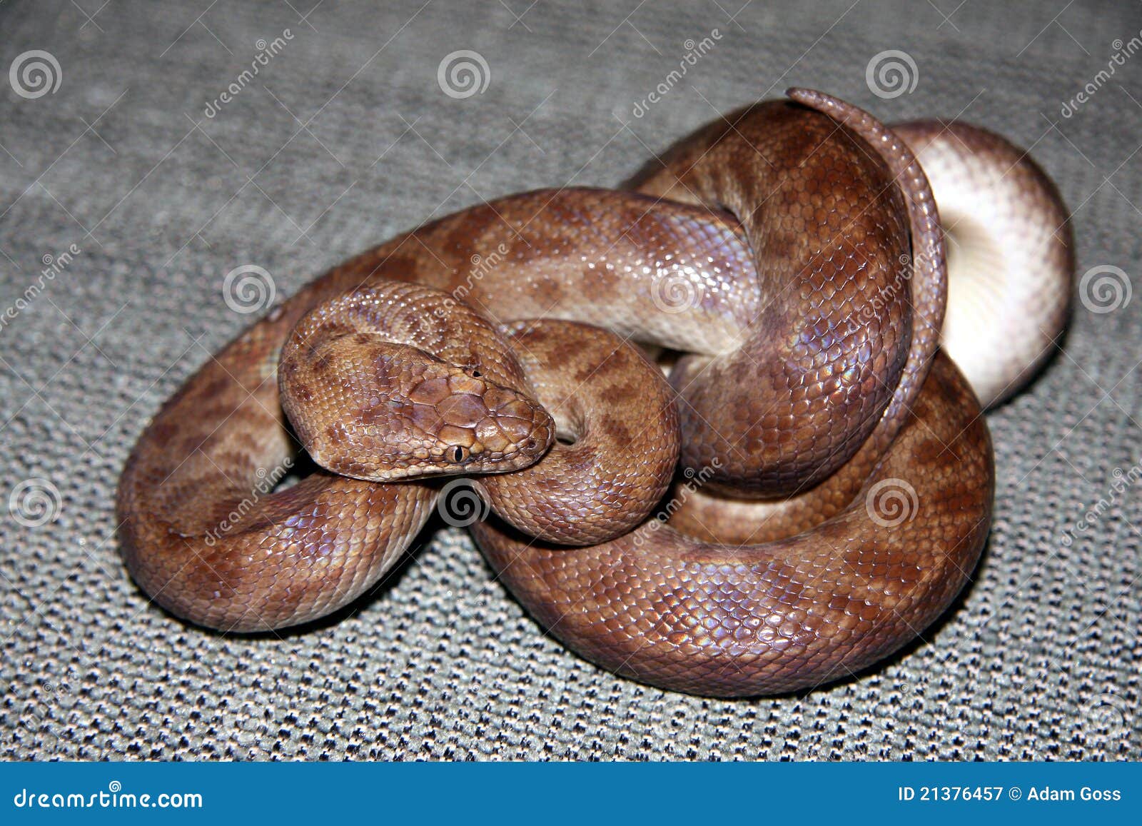 Snake stock image. Image of python, nonvenomous, snake - 21376457