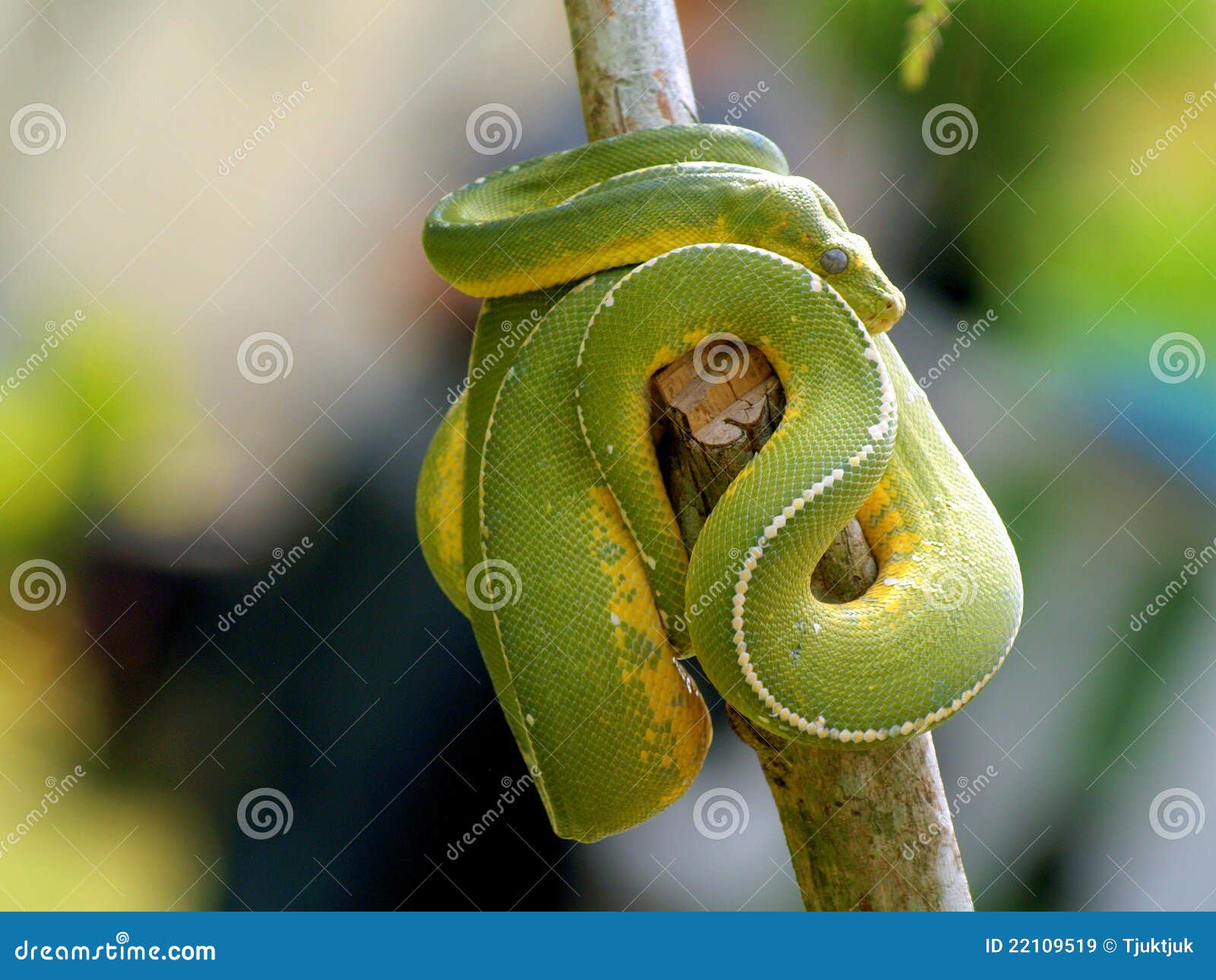 Snake stock image. Image of predator, coils, nature, animal - 22109519