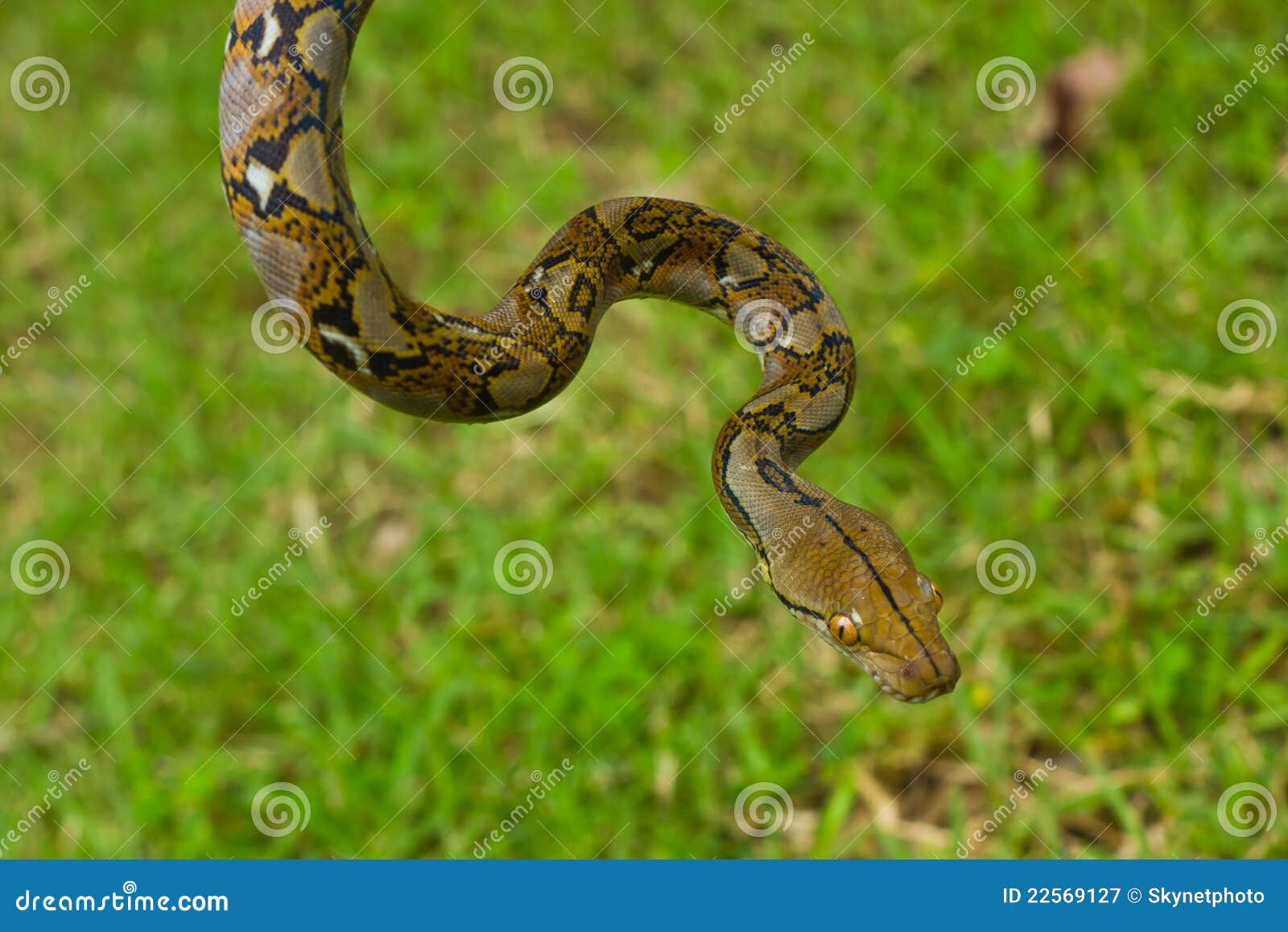 Snake stock image. Image of large, grass, hard, closeup - 22569127