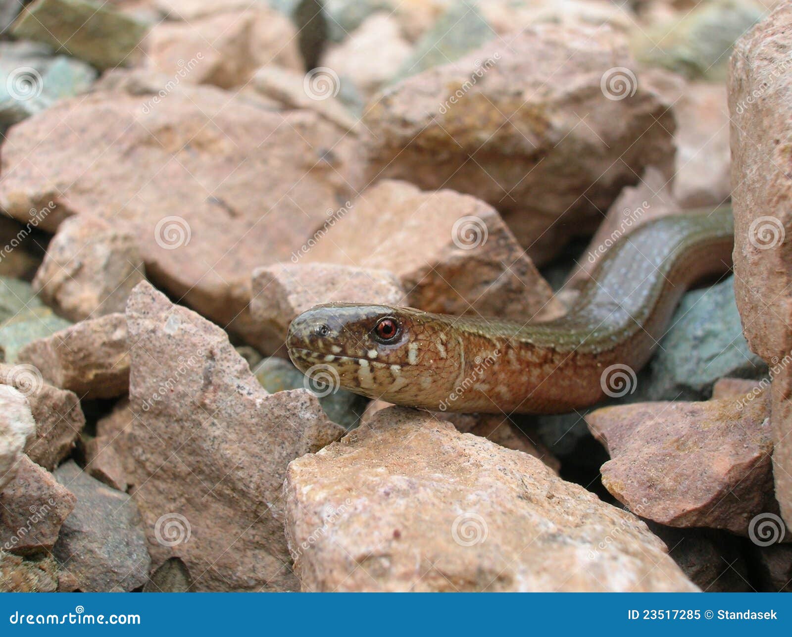 Snake stock image. Image of snake, reptile, stone, blindworm - 23517285