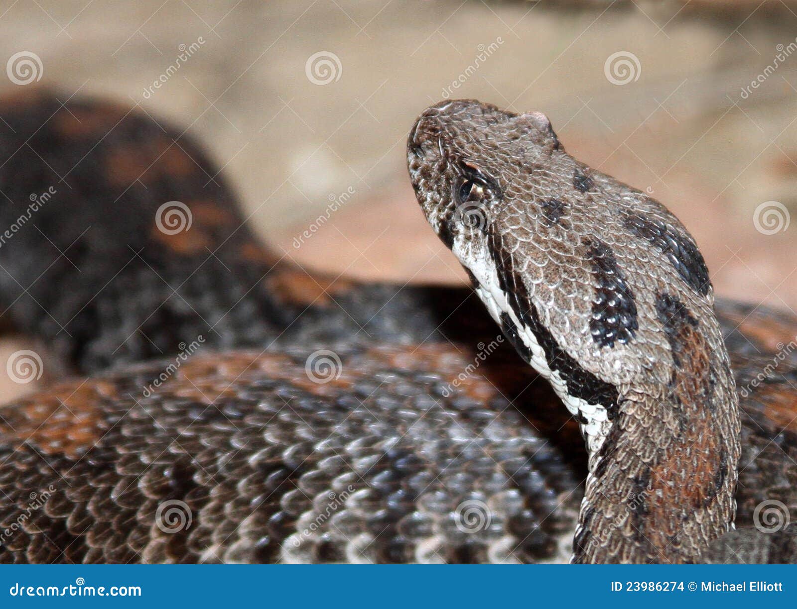 Snake stock photo. Image of closeup, pacific, preservation - 23986274