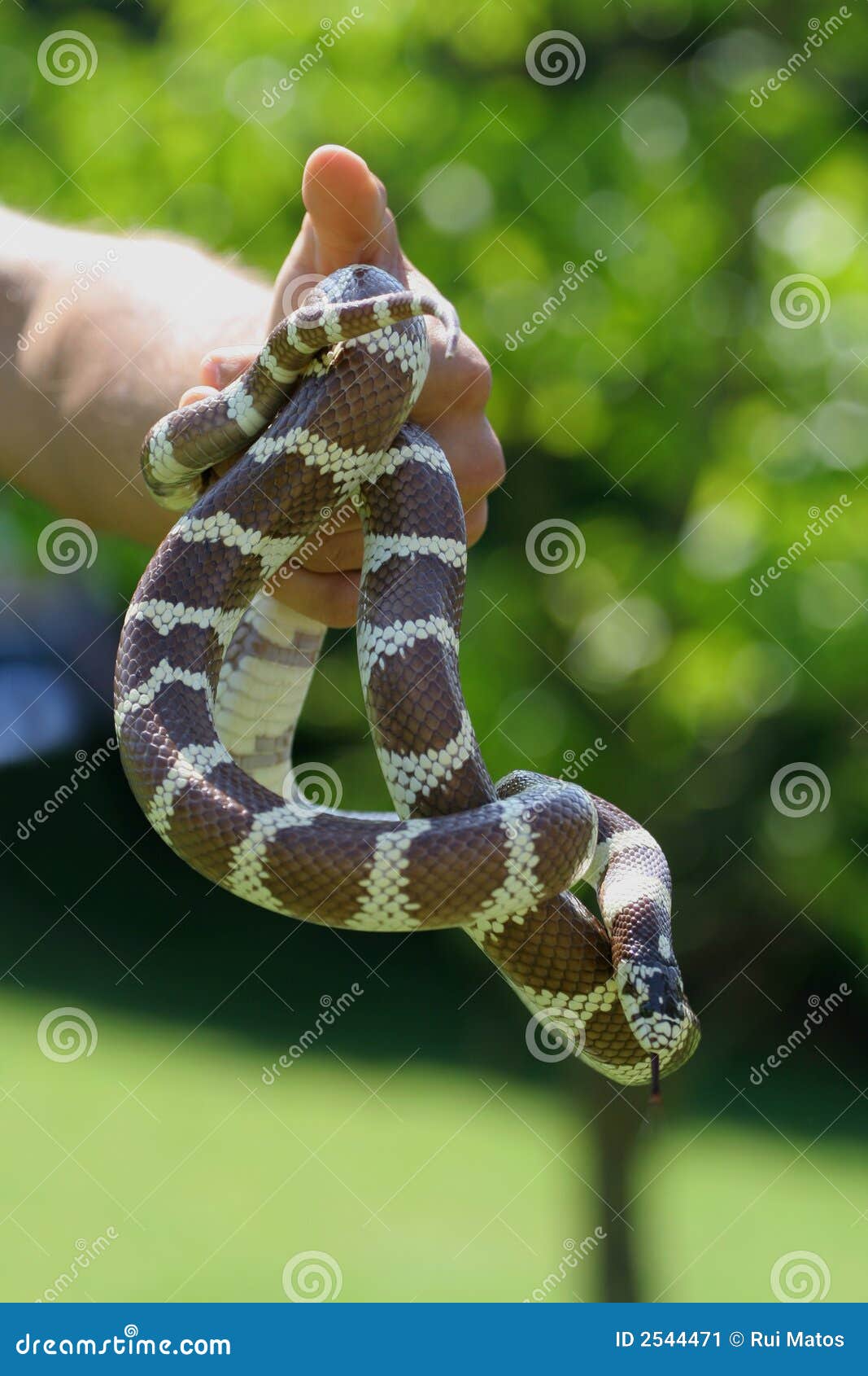 Snake stock image. Image of fingers, rolled, catch, hand - 2544471