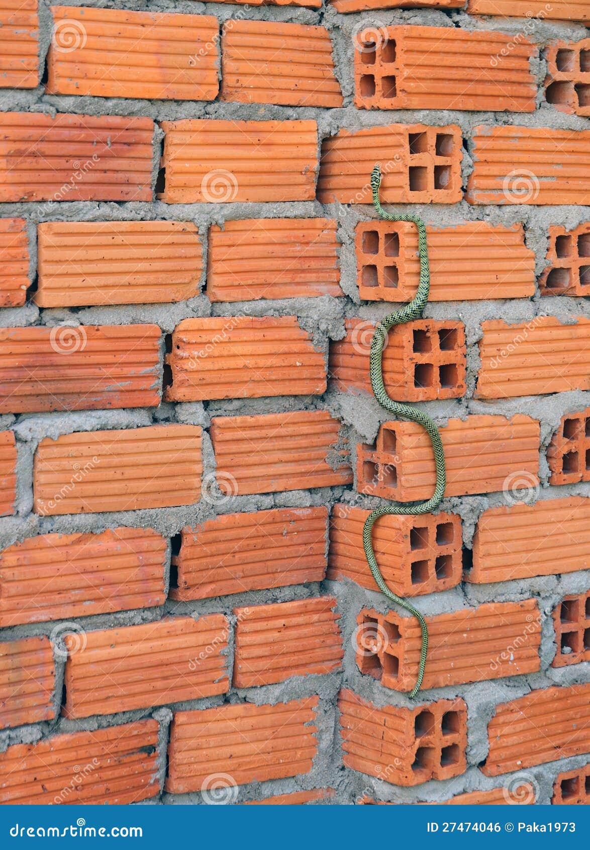 Snake stock photo. Image of architecture, brick, macro - 27474046
