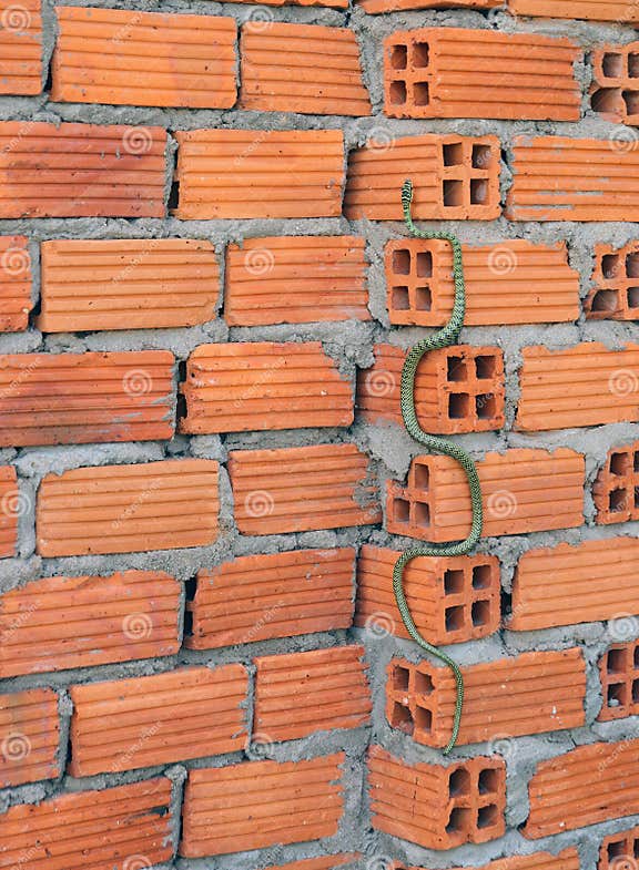 Snake stock photo. Image of architecture, brick, macro - 27474046