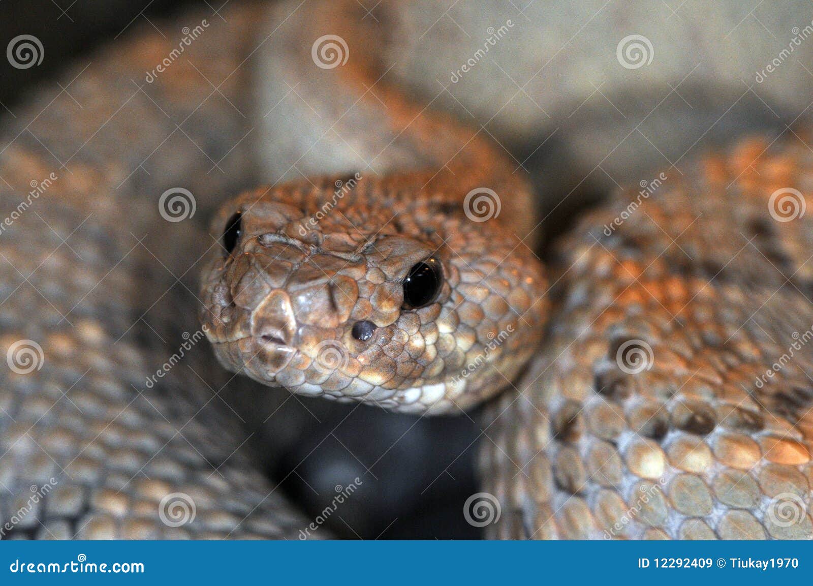 Snake Bit Stock Photos - Free & Royalty-Free Stock Photos from Dreamstime