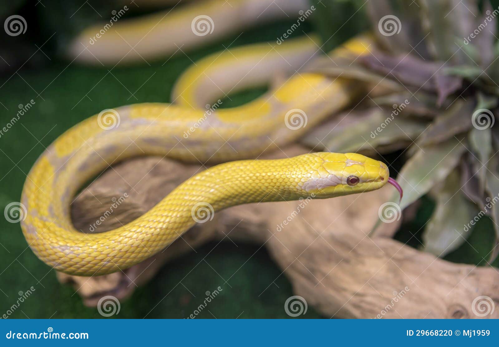 Snake stock photo. Image of descending, chinese, brown - 29668220