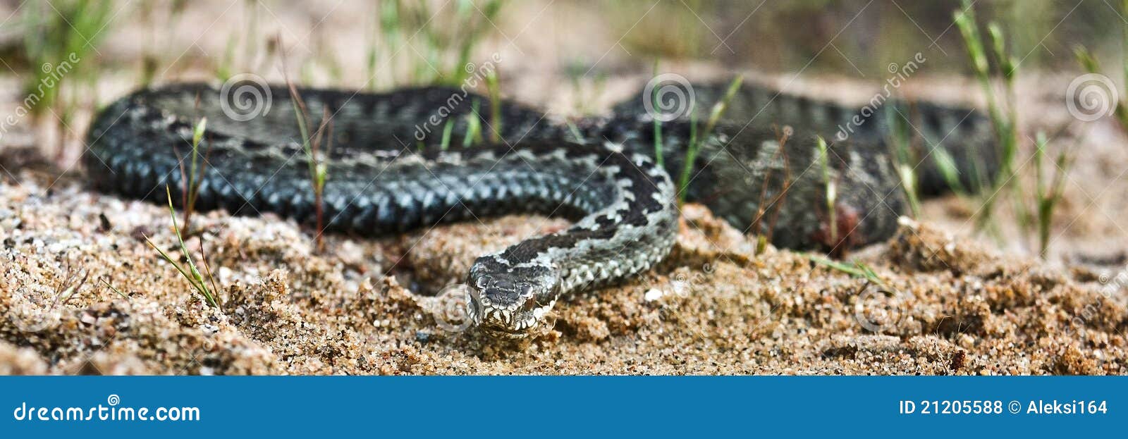 Snake 3 stock photo. Image of nature, field, finland - 21205588