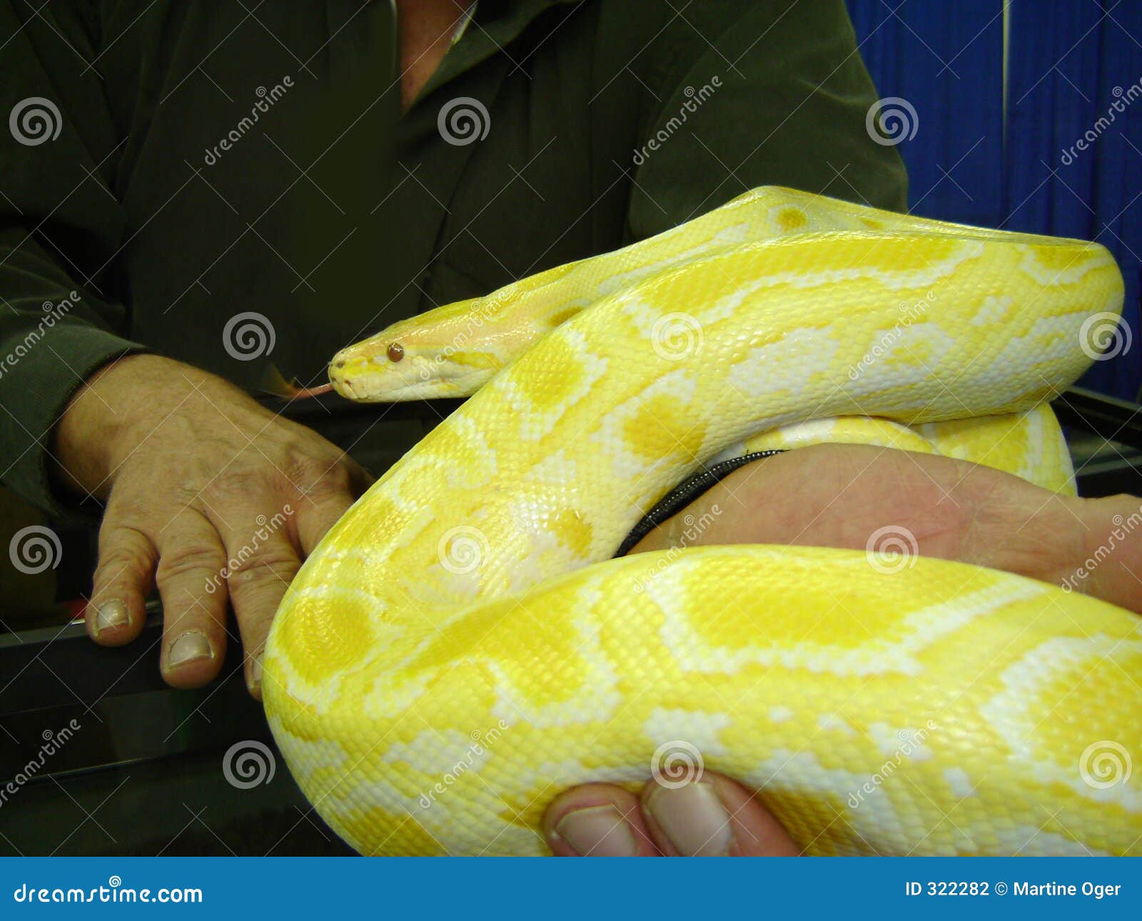 Snake stock photo. Image of yellow, snake, reptile, wildlife - 322282