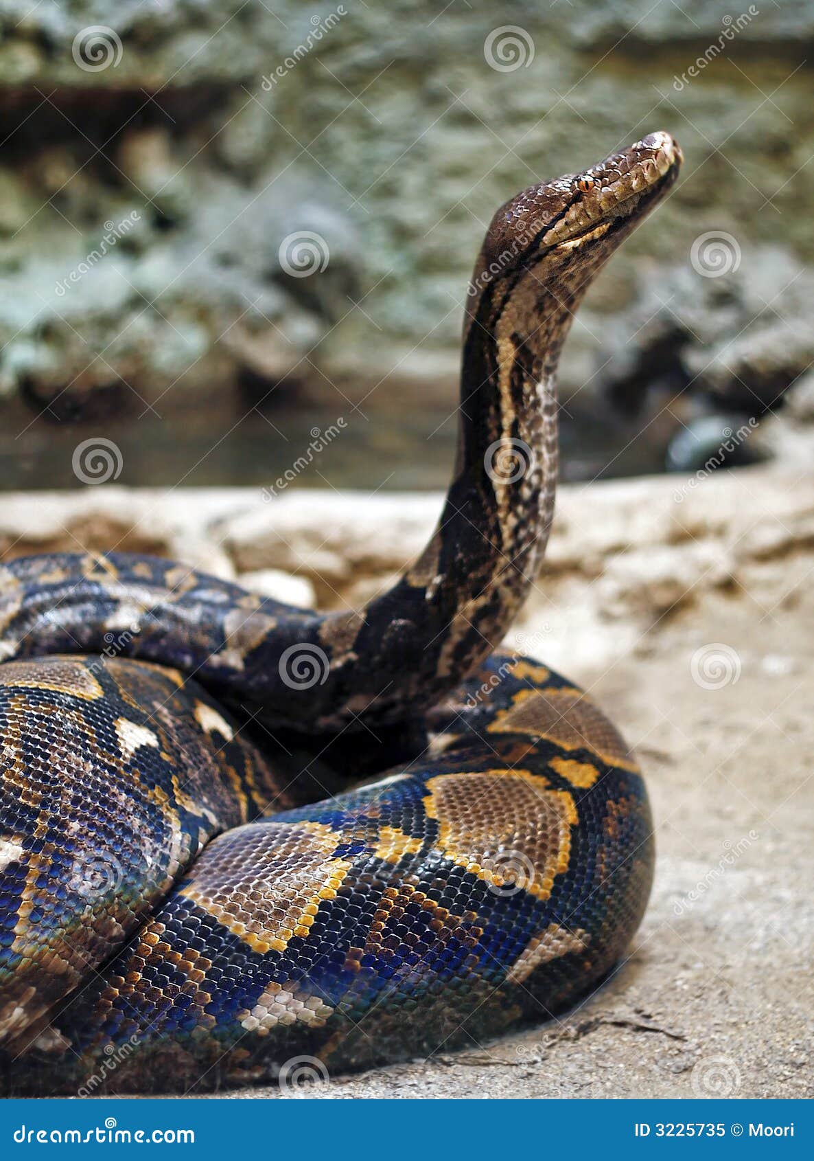 Snake stock image. Image of reptile, rolled, poisonious - 3225735