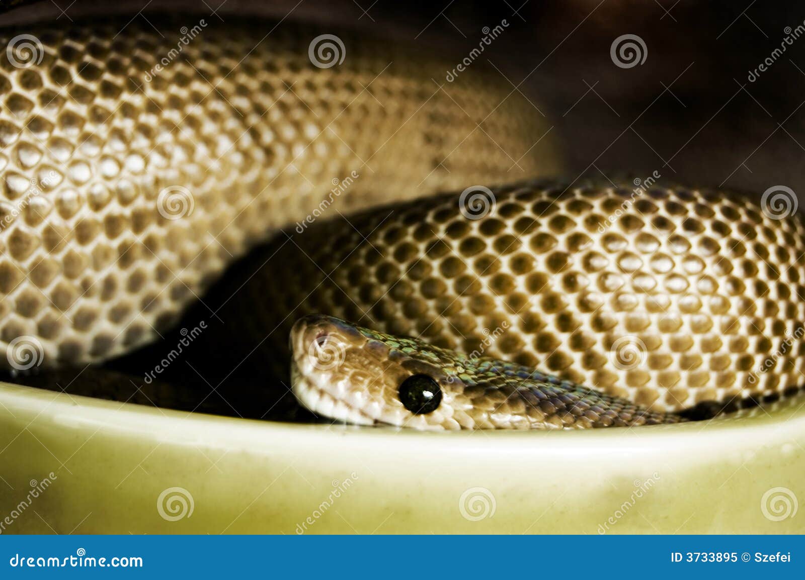 Snake stock image. Image of constrict, faunal, animals - 3733895