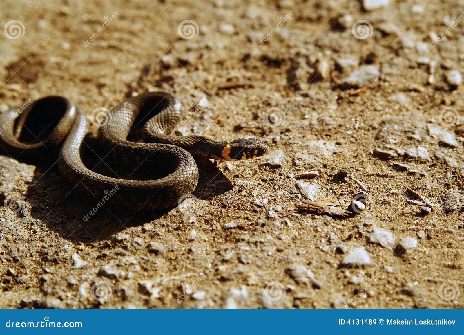 Snake stock image. Image of wild, slippery, reptile, creeper - 4131489